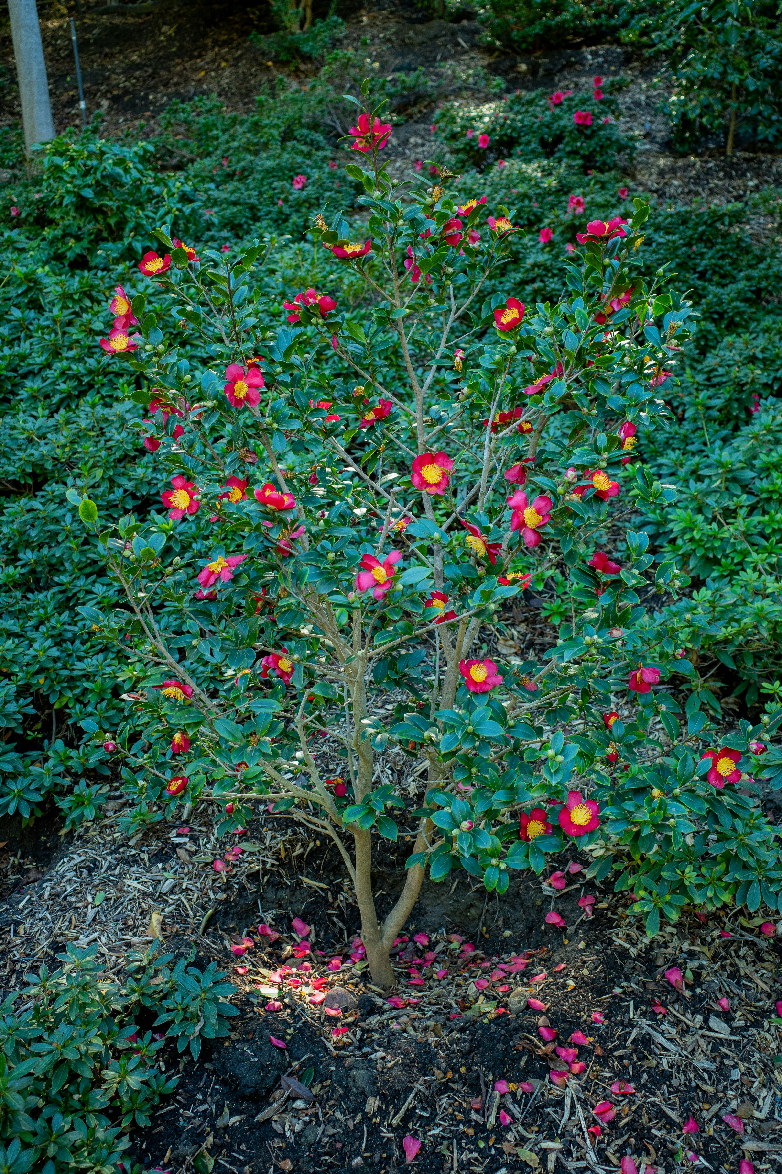 a tree with red flowers