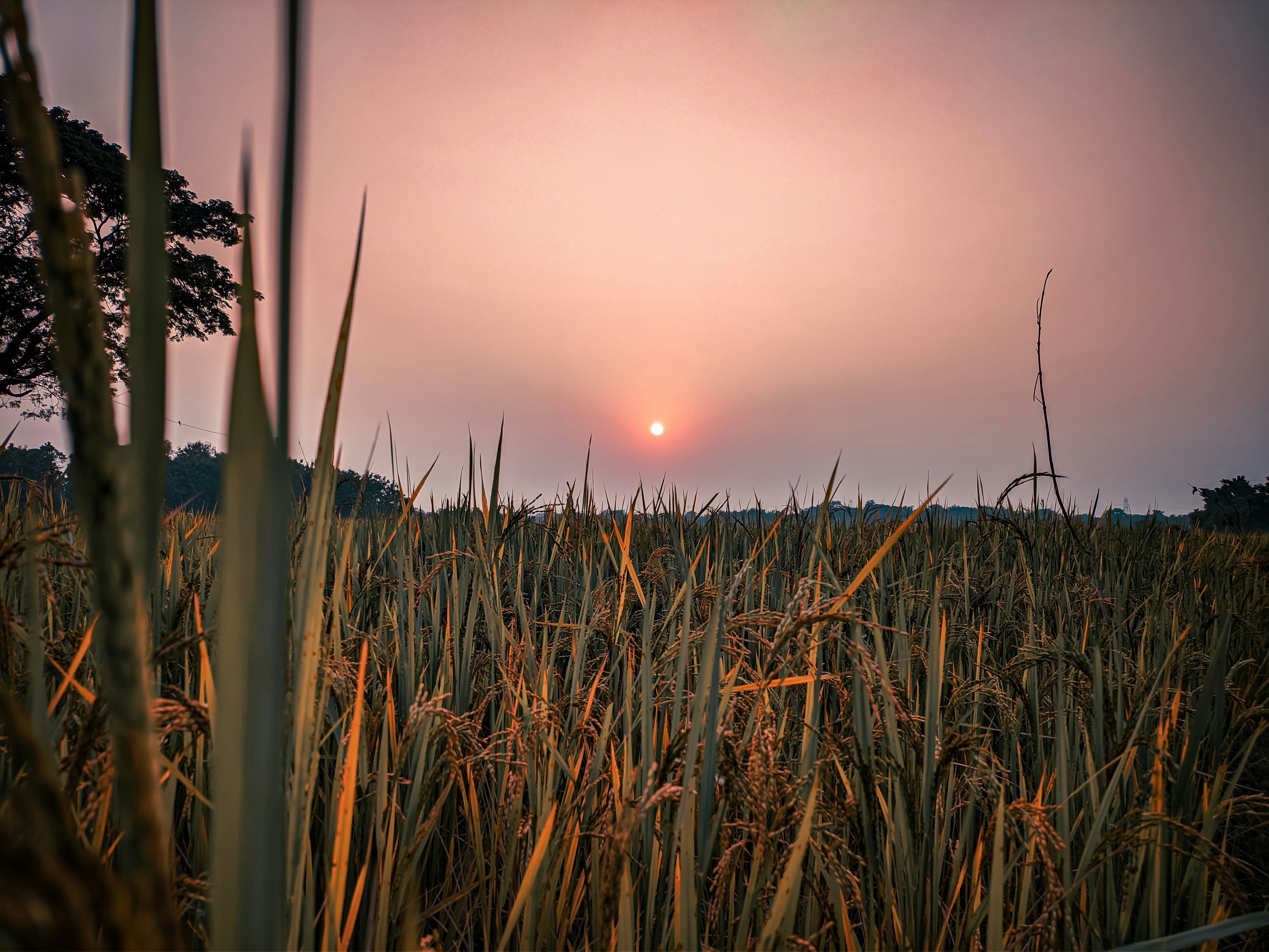 a field of wheat with the sun setting in the background