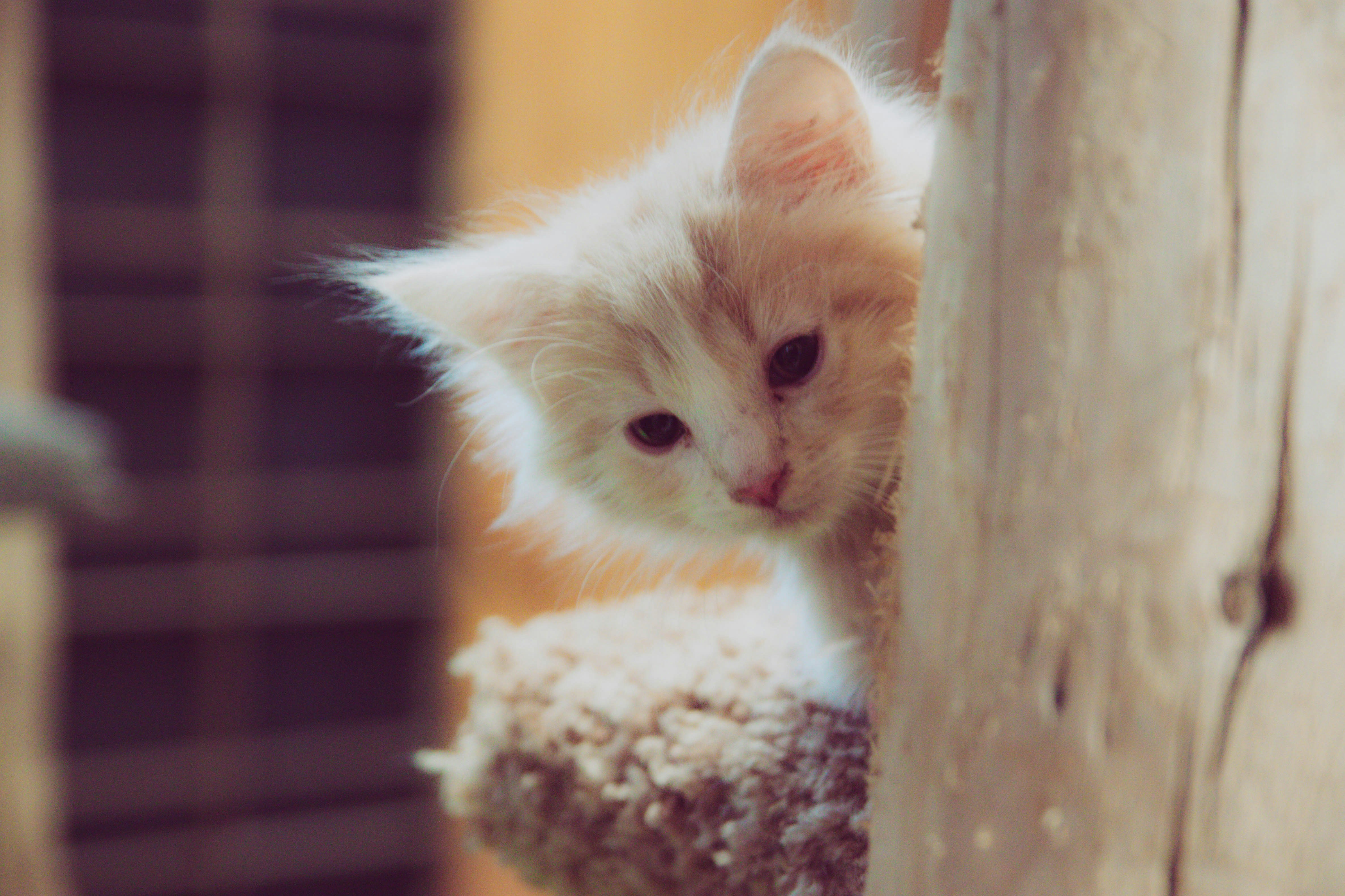A cat eating popcorn photo – Free Cat Image on Unsplash