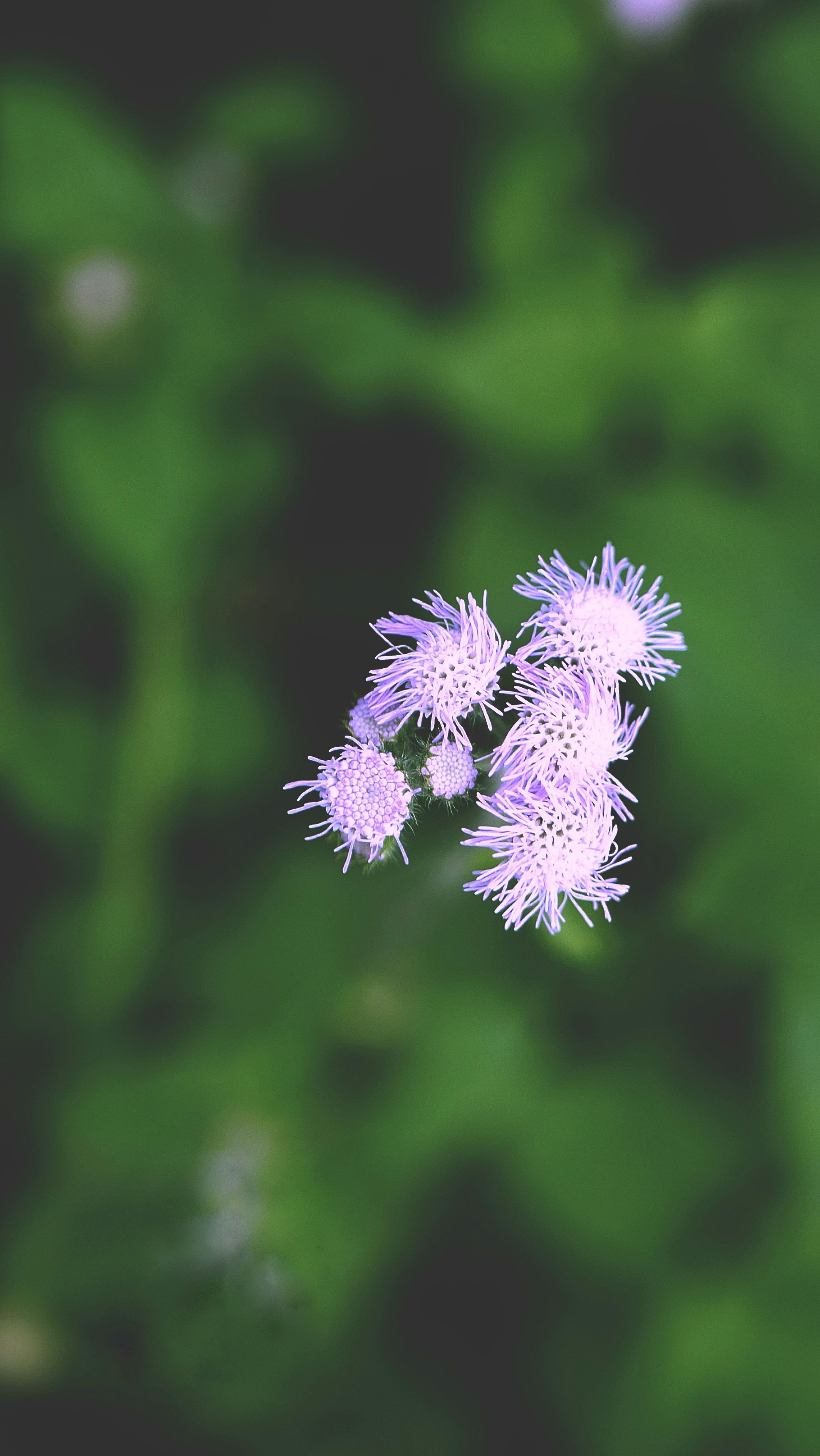 Hankyu Hanshin Takeout of OS Corp - Travis Lundy