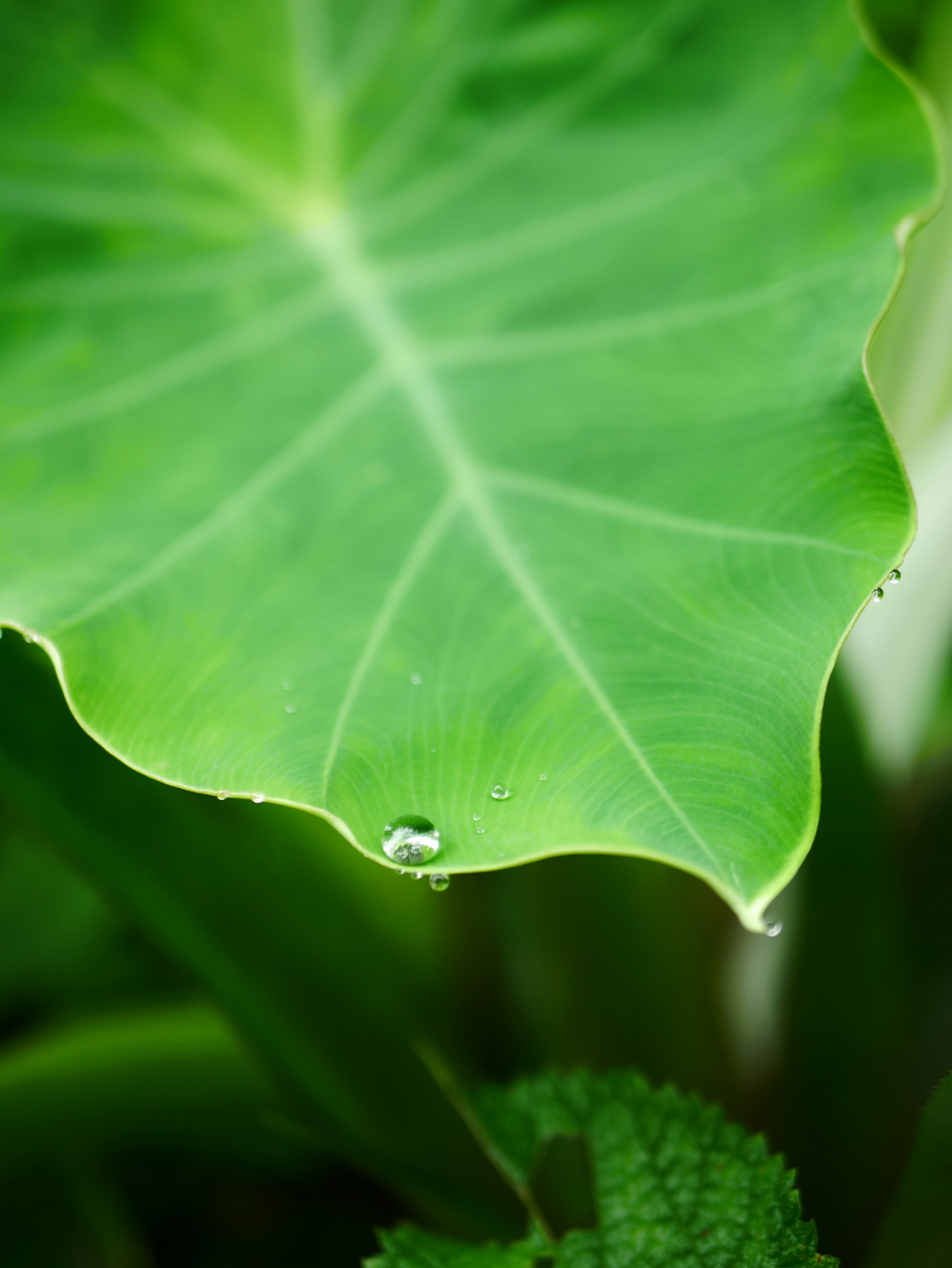 Macro photograph of a vivid green leaf edge with a dew droplet tracing the margin, revealing delicate veins and translucent texture.