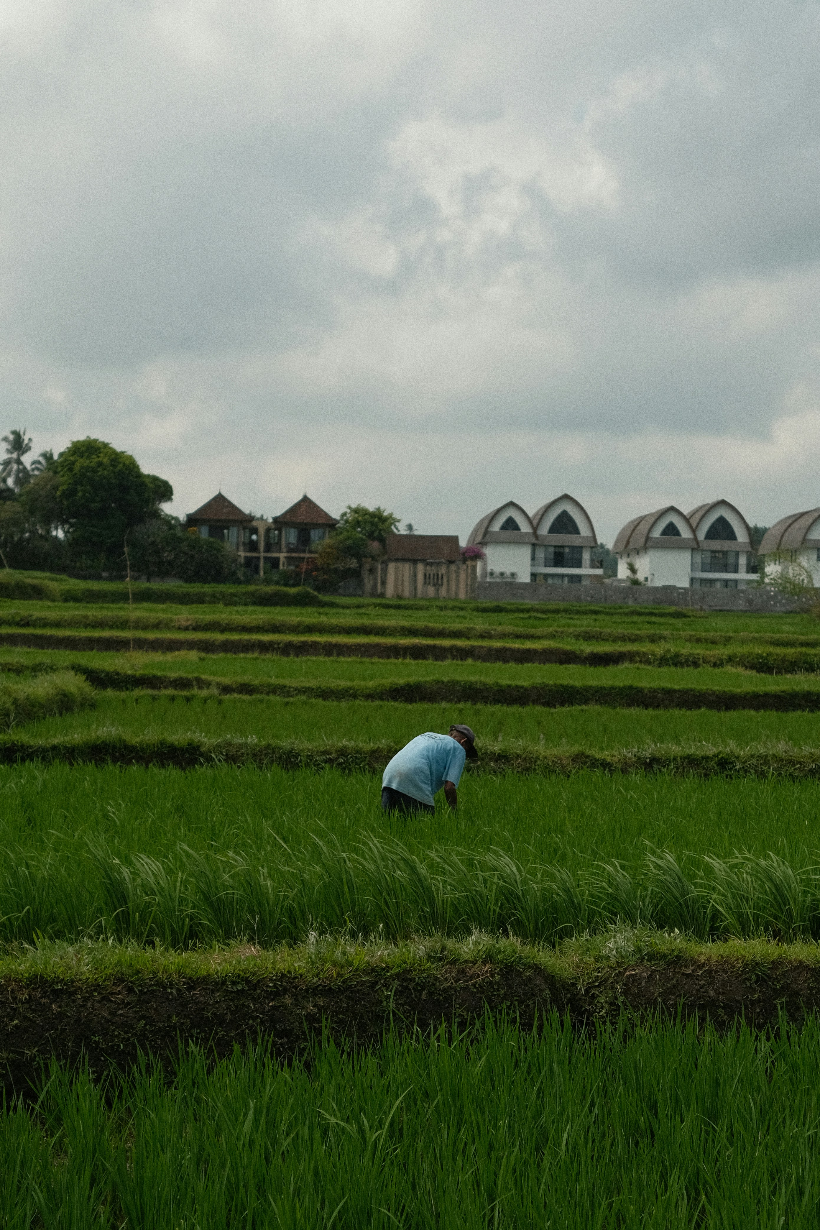 Fieldwork in Emerald Steps: A Farmer Among Rice Terraces Under a Cloudy Sky