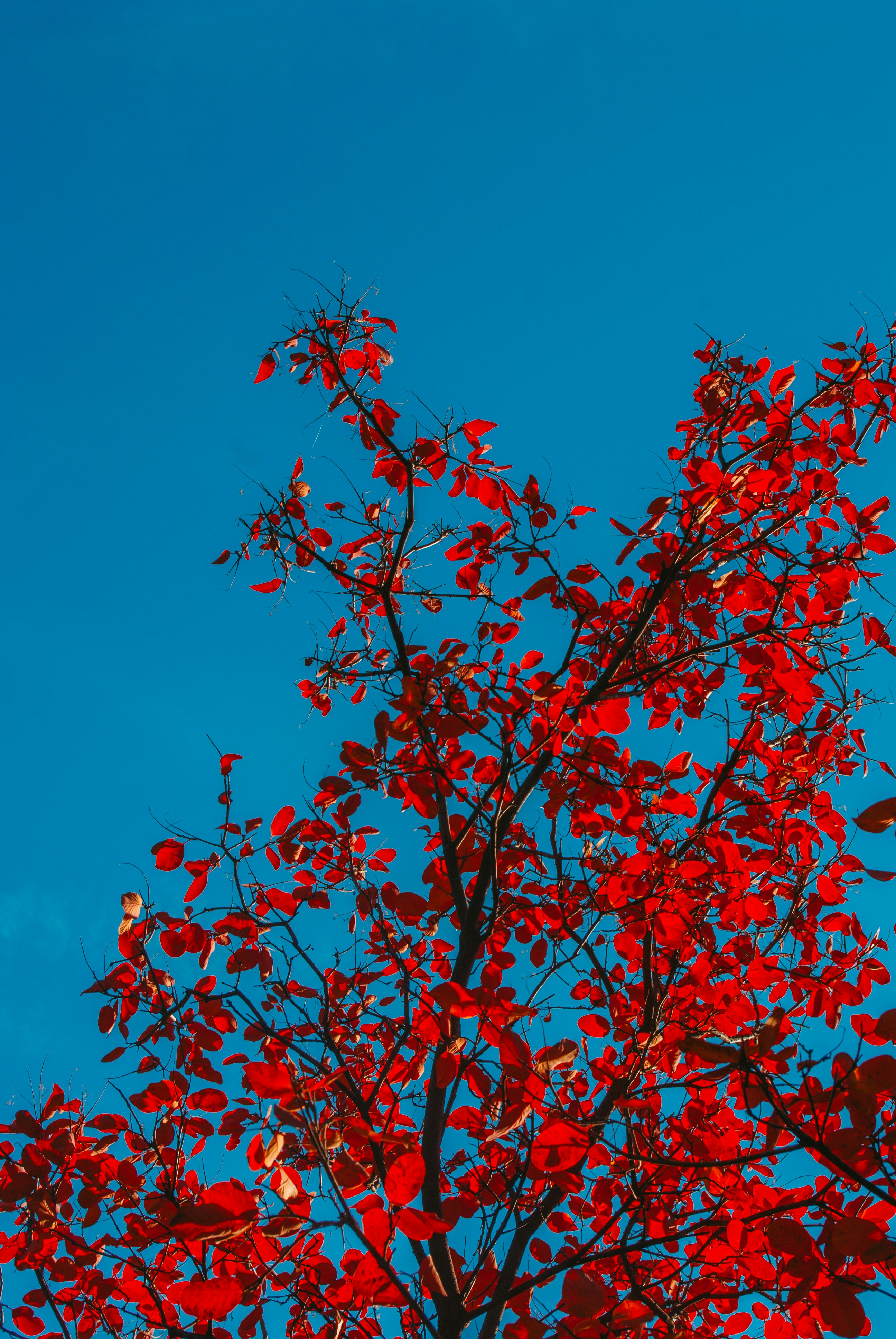 Un arbre aux fleurs rouges photo – Image gratuite de Plante sur Unsplash