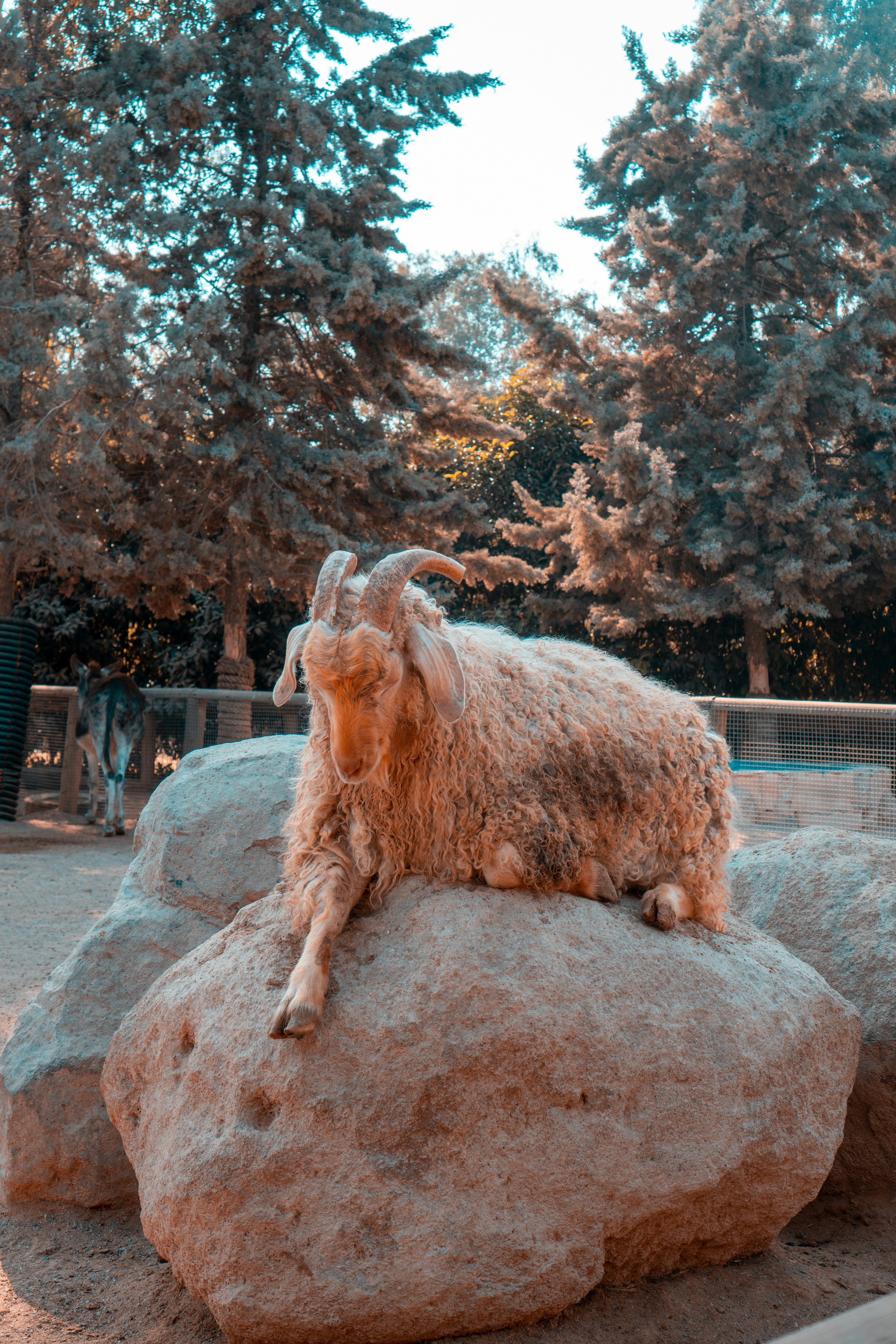 Ram Animal Pictures | Download Free Images on Unsplash