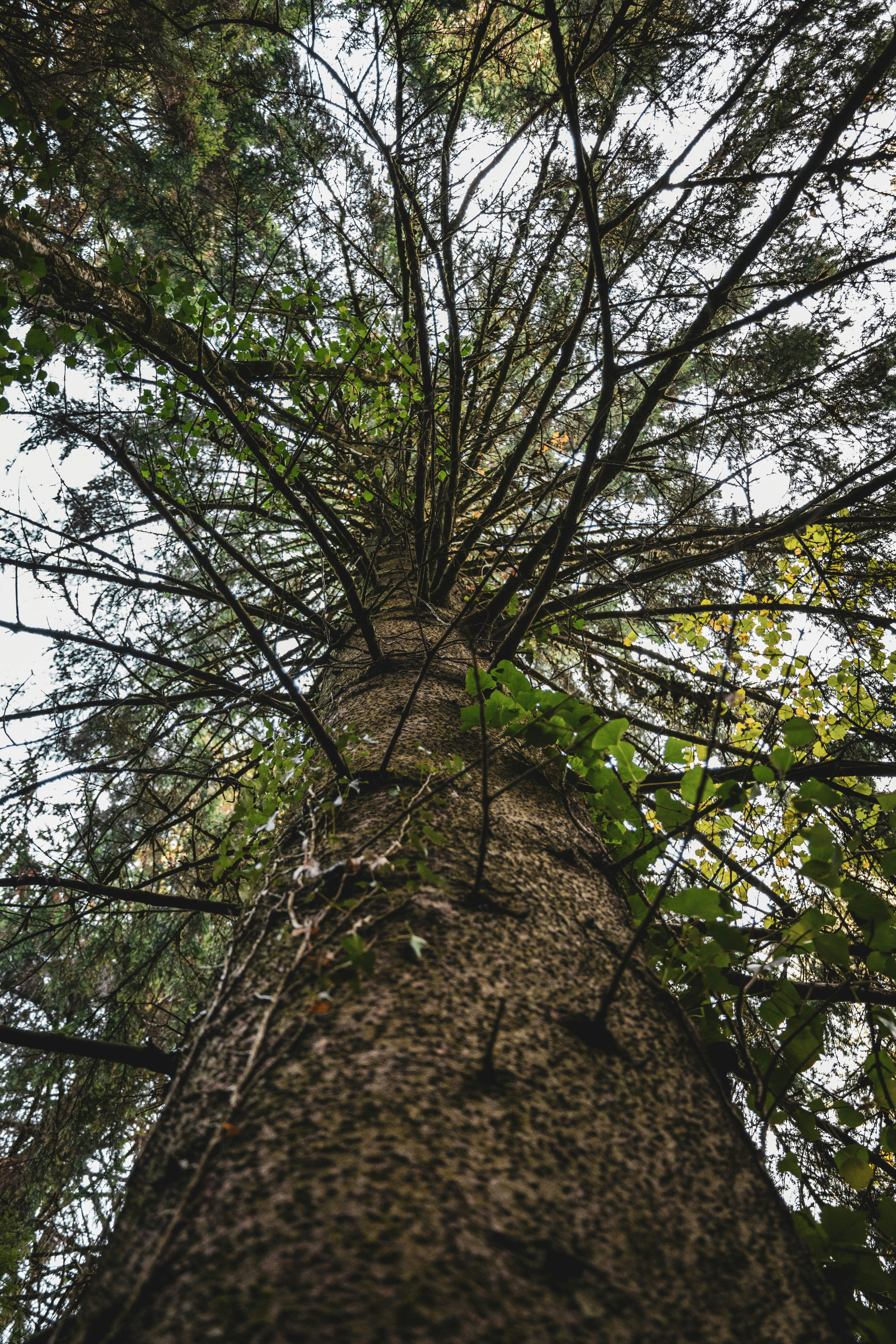 A tree with many branches photo – Free Llwyn celyn forest walk Image on ...