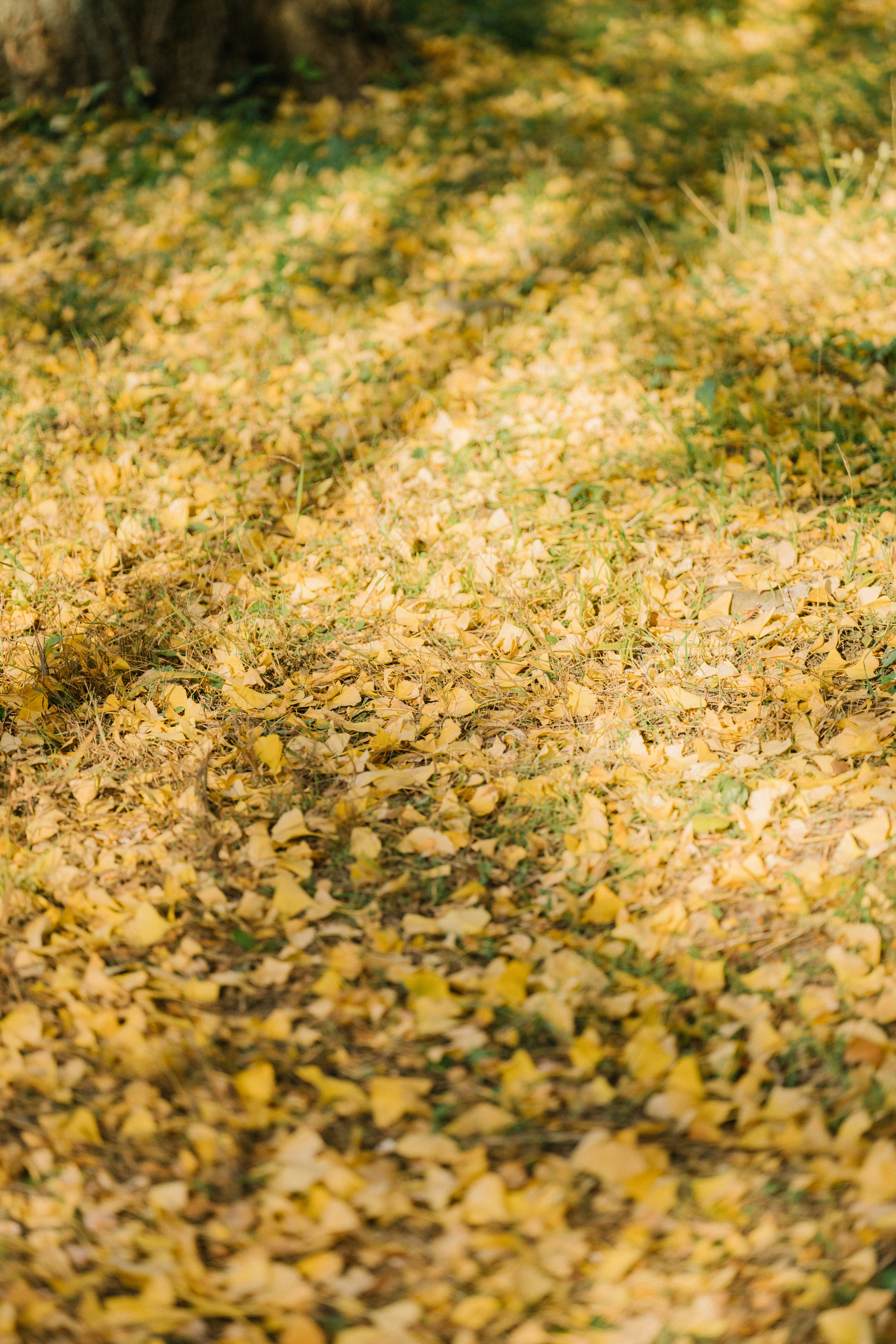 Photo by Tokyo Kohaku with Sony Alpha 7R IV