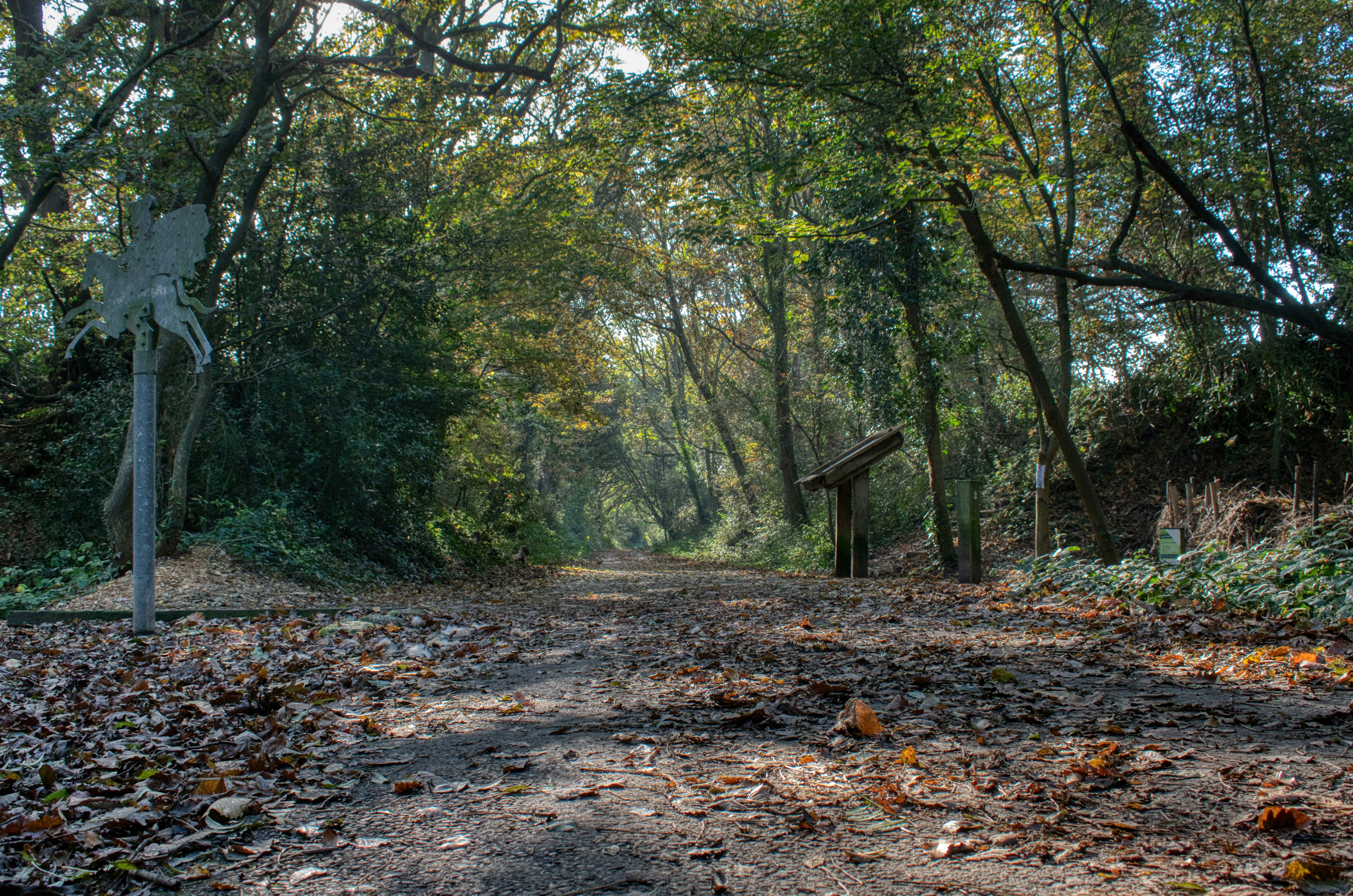 A path in a forest photo – Free Centurion way Image on Unsplash