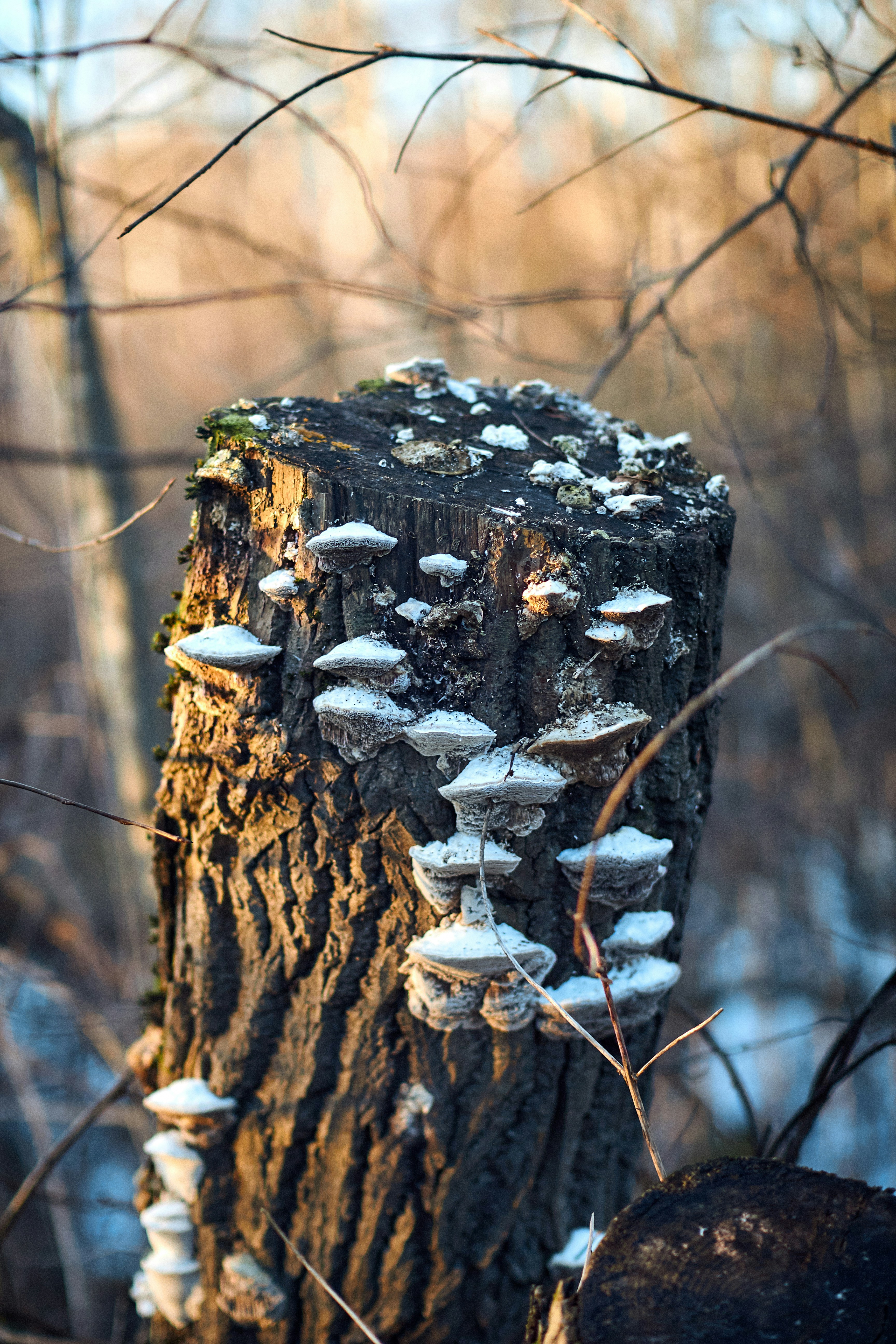 Shelf Fungus Cathedral on a Snow-Kissed Stump