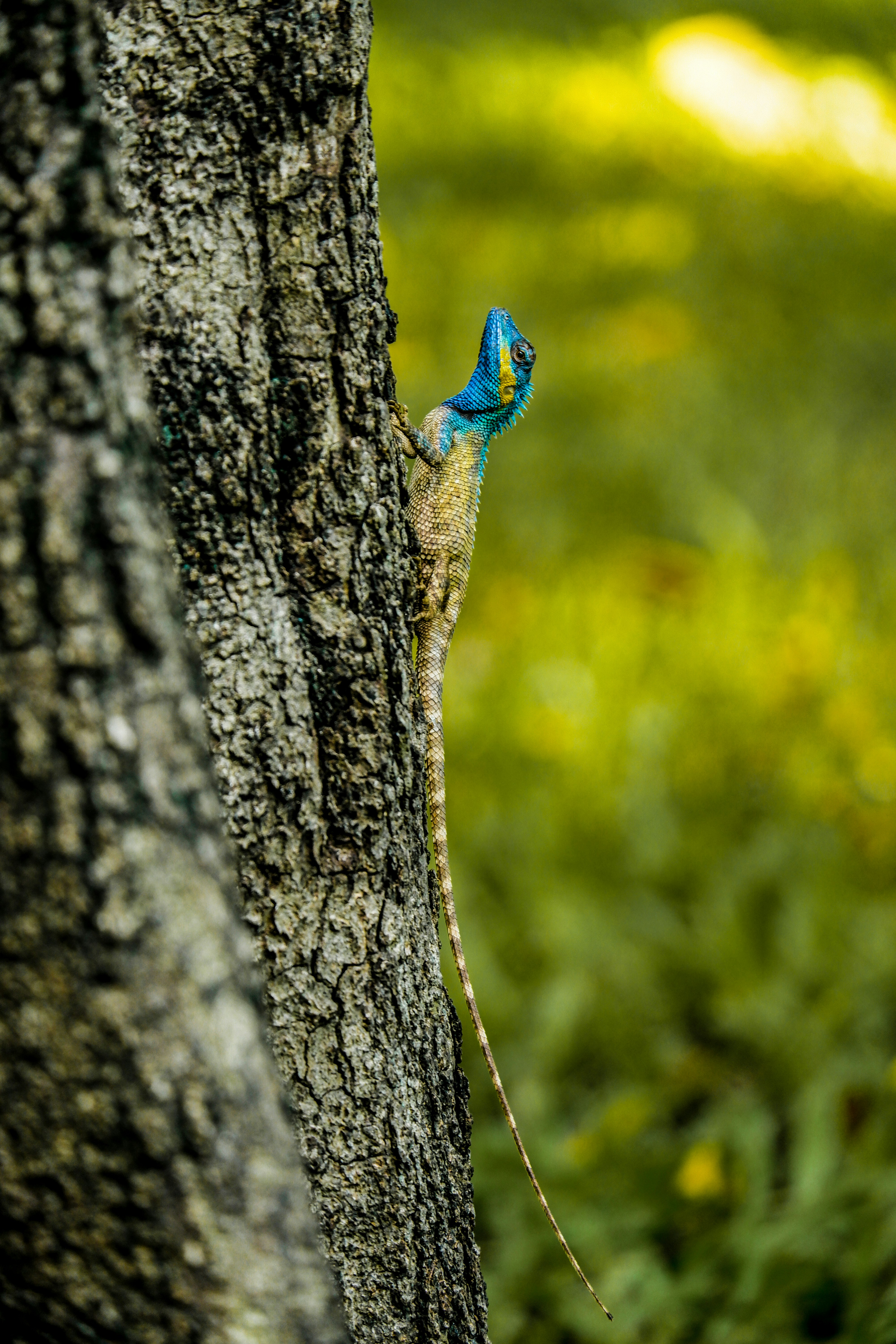 A blue and yellow lizard on a tree photo – Free Tao dan park Image on ...