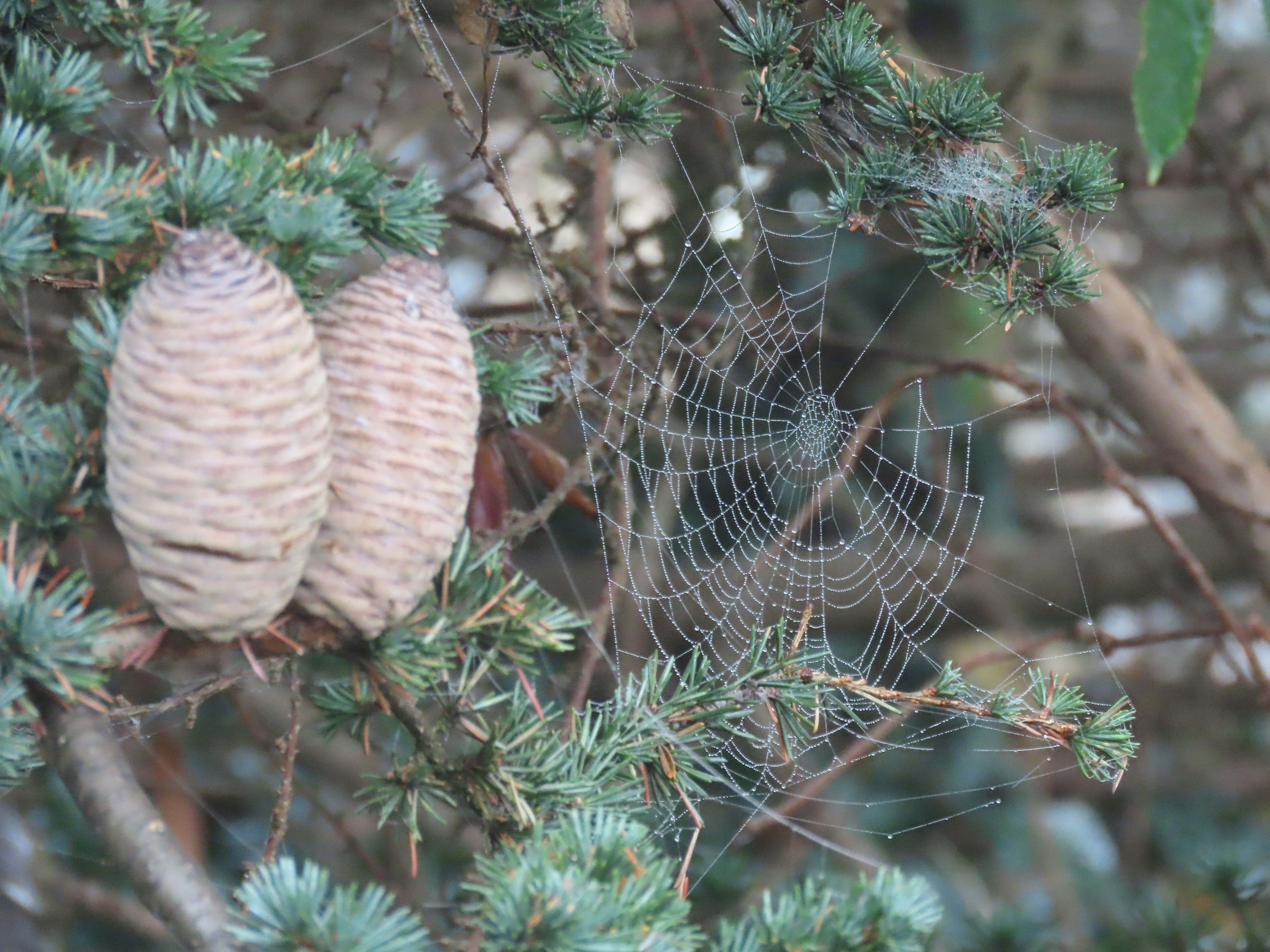 Web of Winter: Spider Silk Between Pine Cones