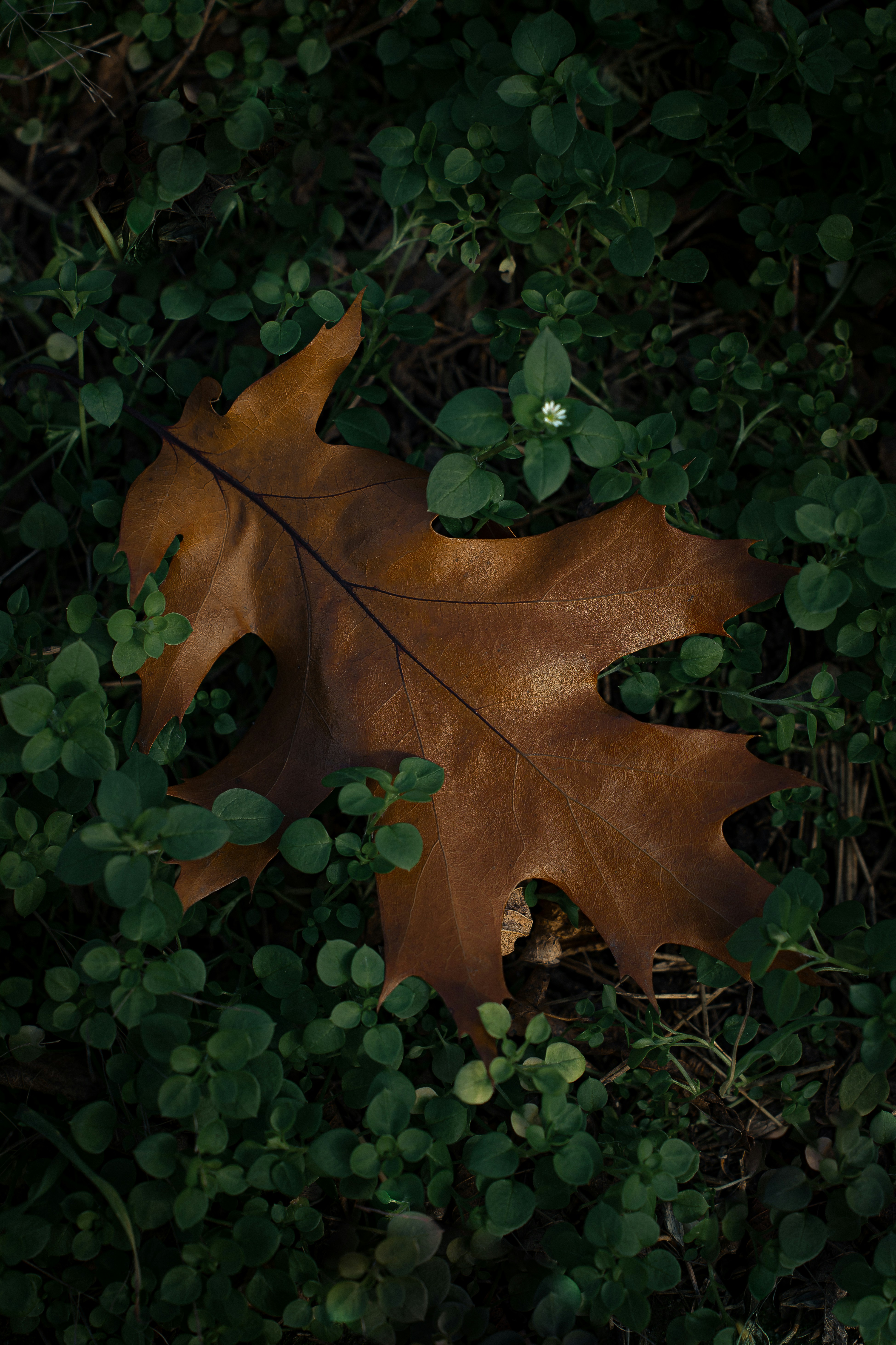 Solitary Oak Leaf Amidst Clover