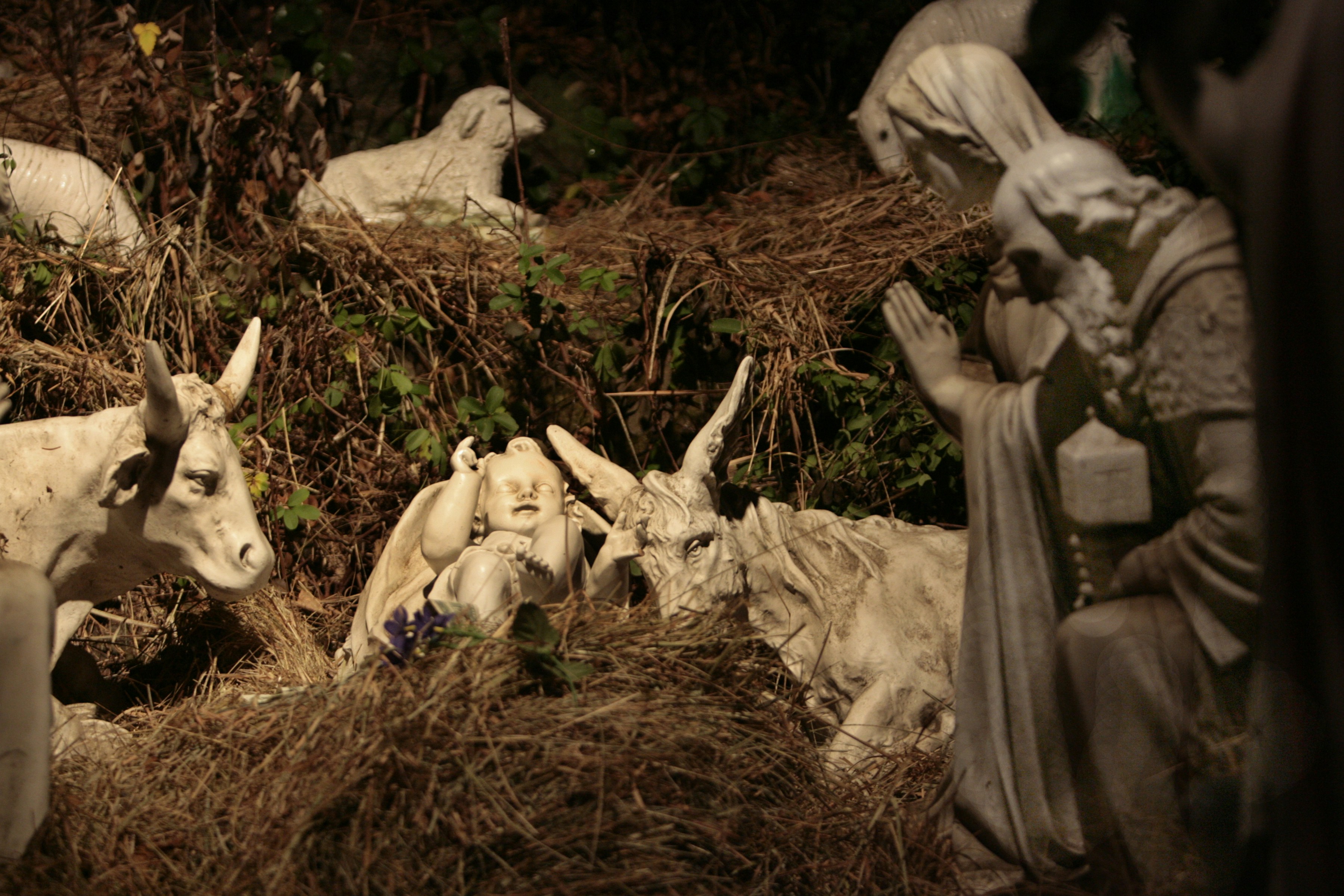 A group of animals in a field photo – Free Our lady of fatima shrine ...