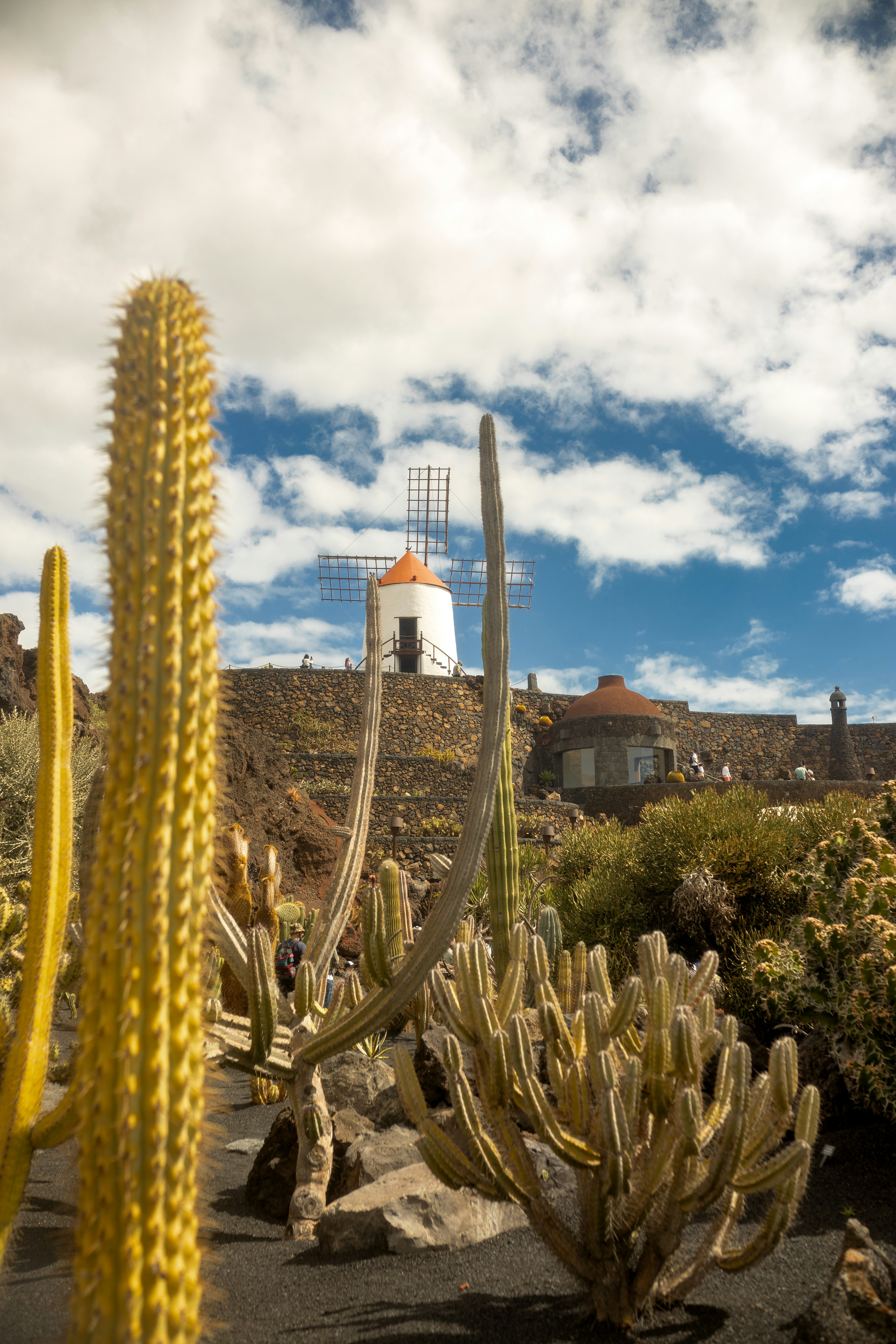 a cactus in a garden