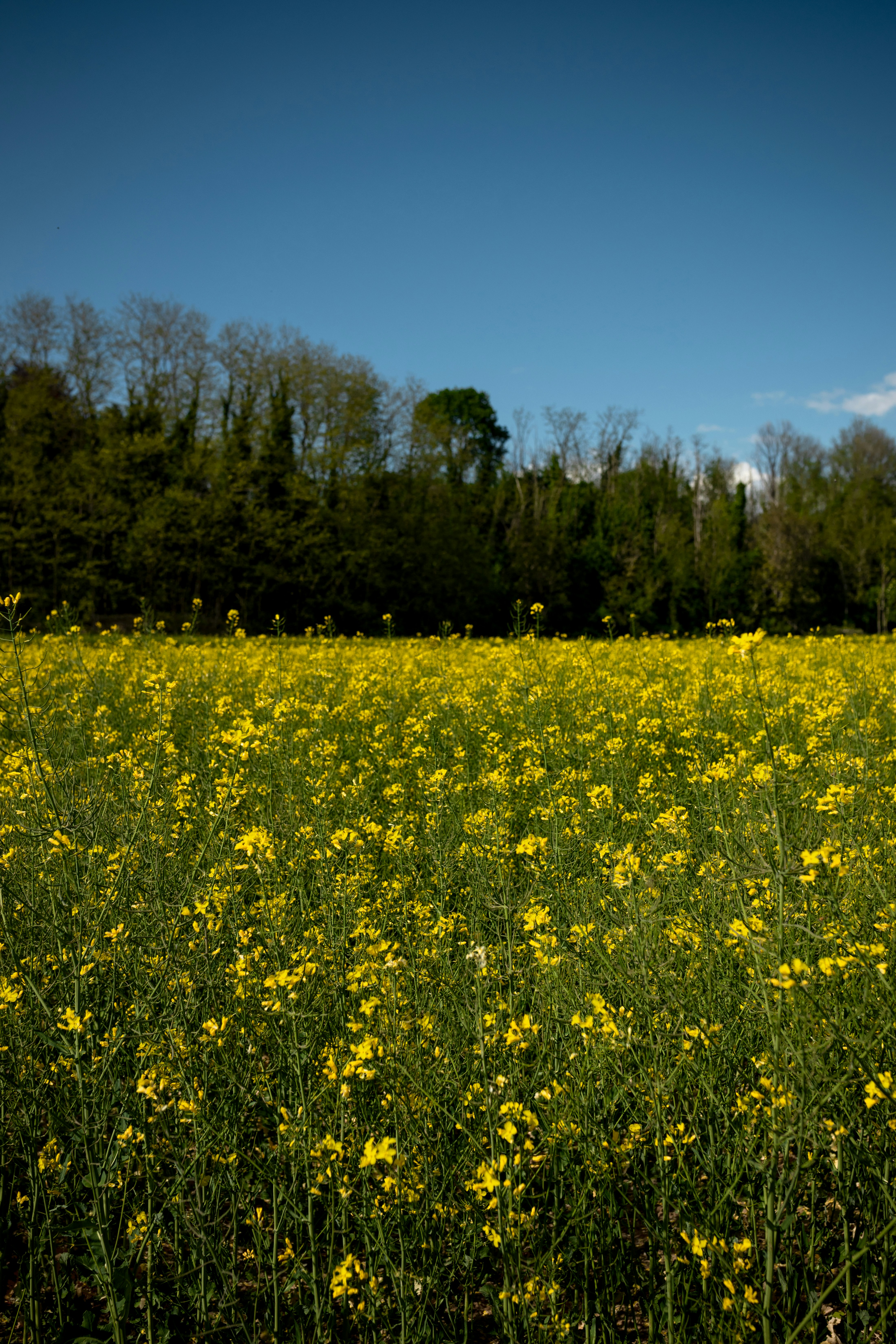 Golden Canola Sea Meets a Distant Tree Line Under a Clear Sky