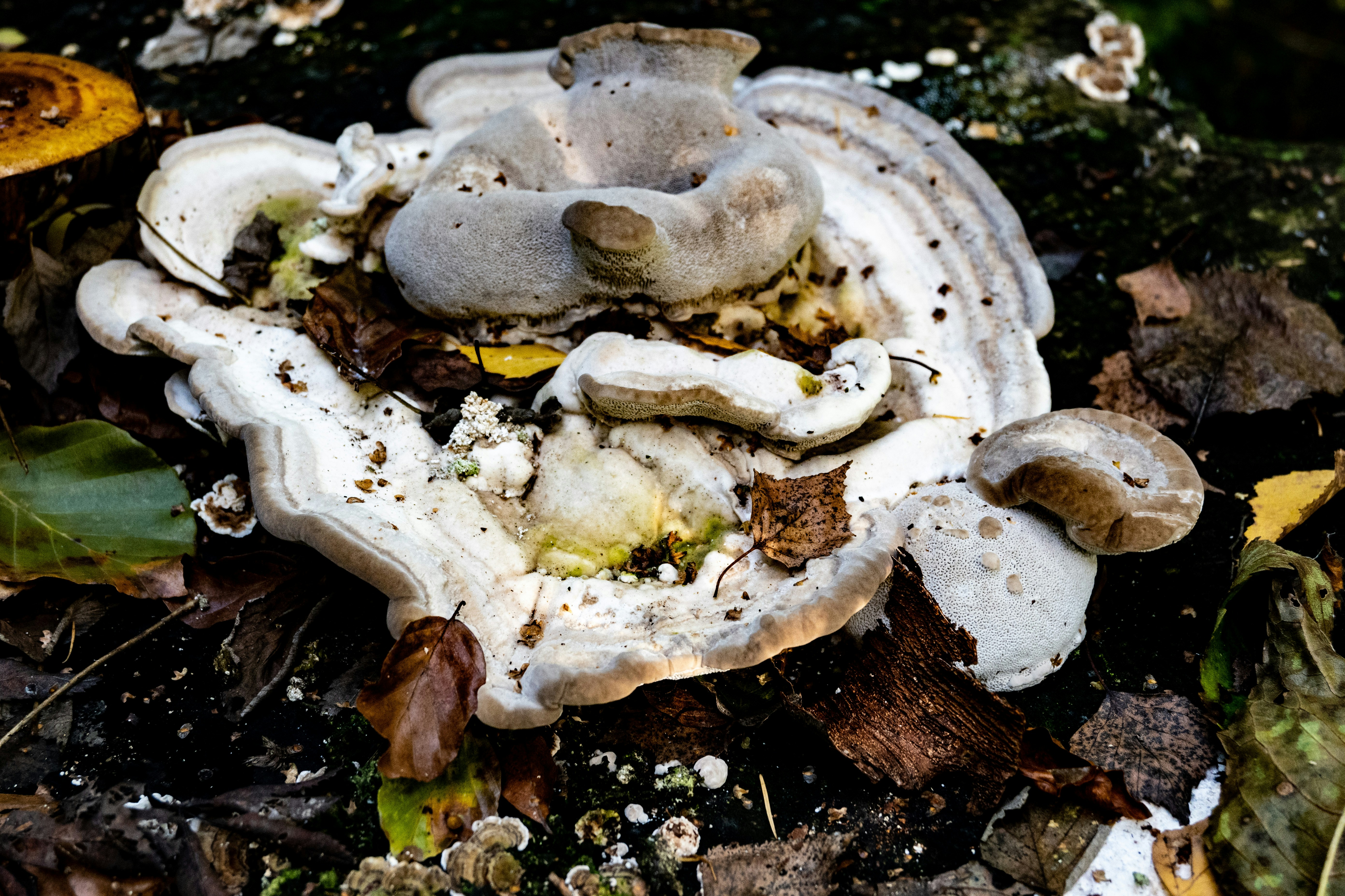 a group of mushrooms