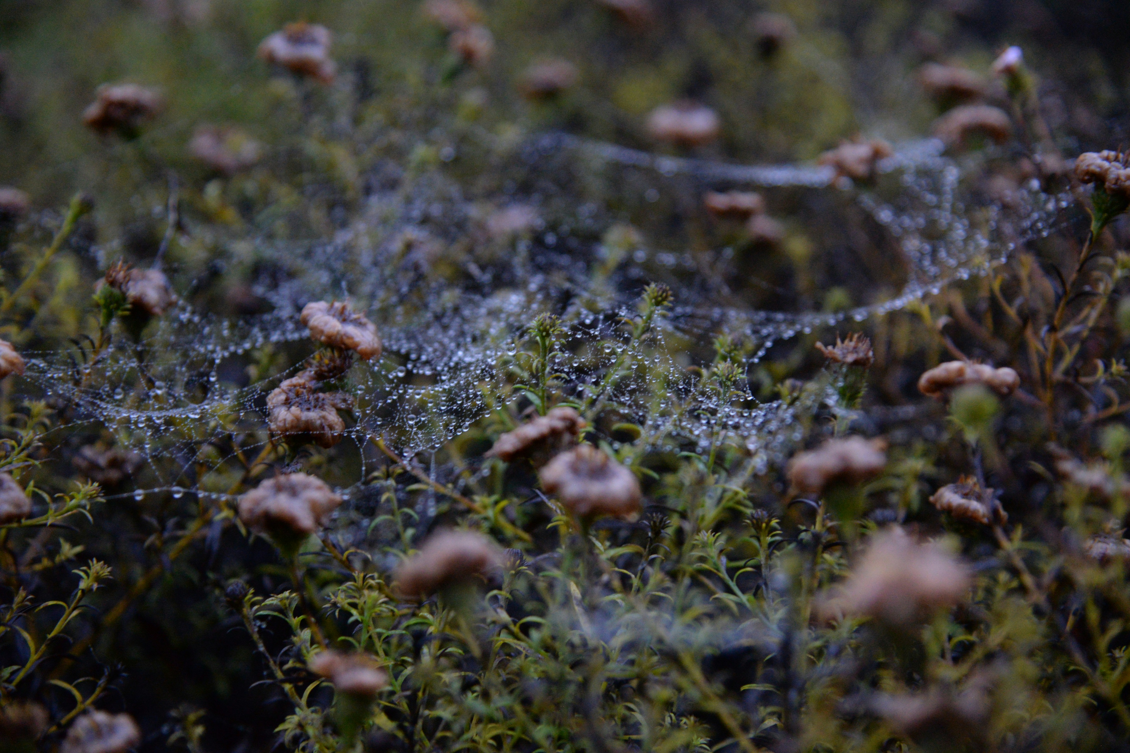 Web of Dew: Quiet Blooms in Twilight