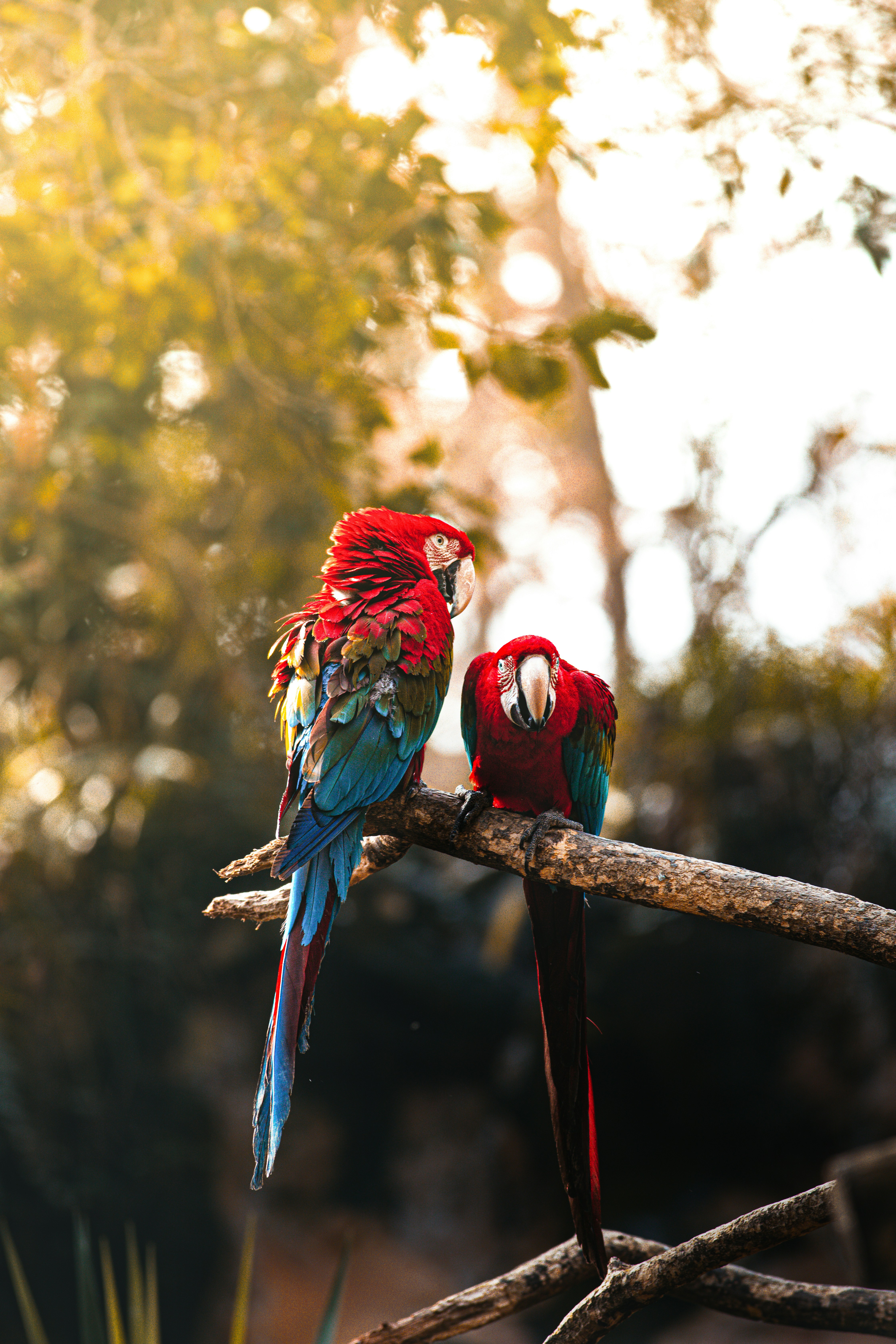 A group of birds sitting on a branch photo – Free Bird Image on Unsplash