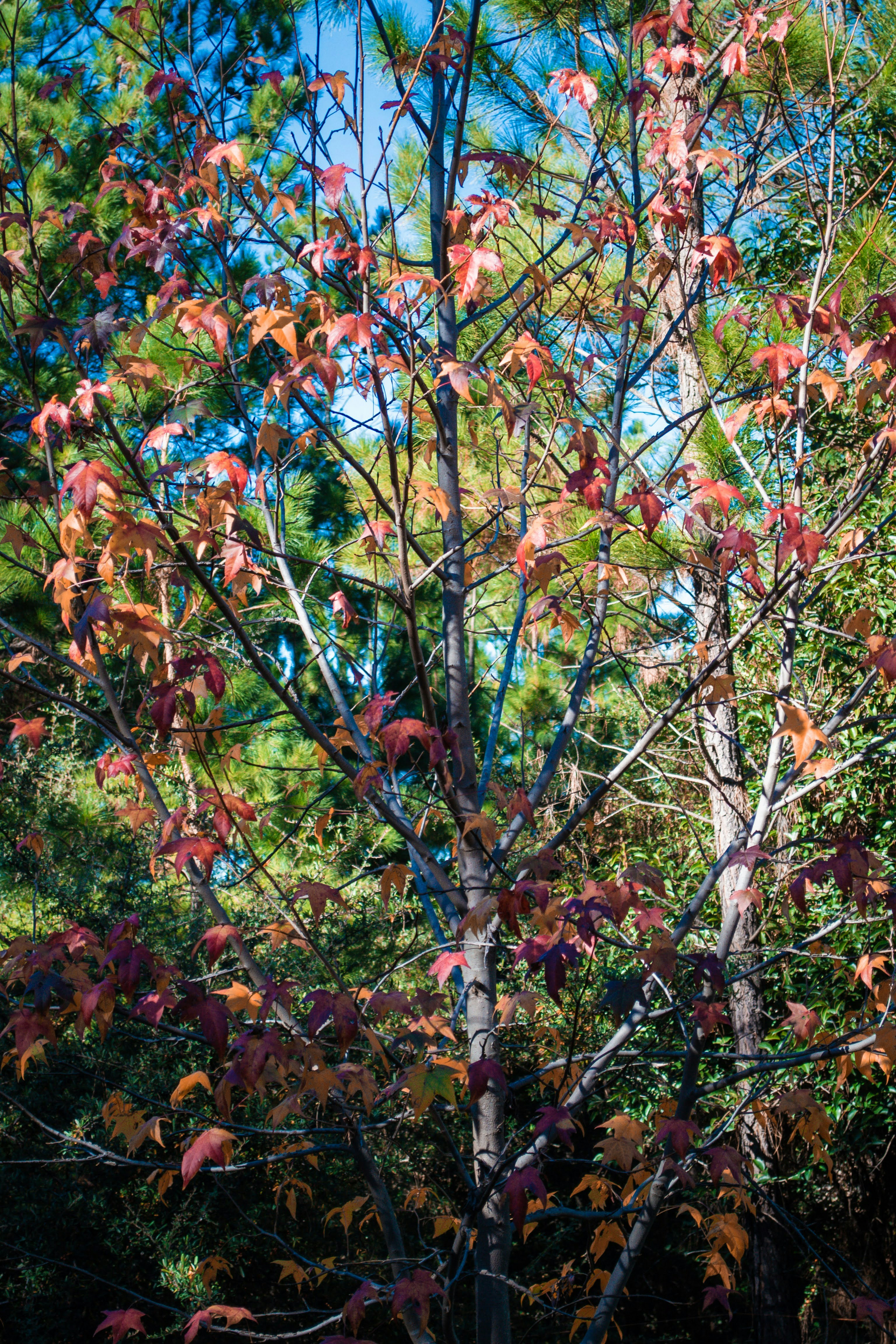 Autumn Ember Canopy: Crimson Leaves Woven Through a Bright Blue Sky