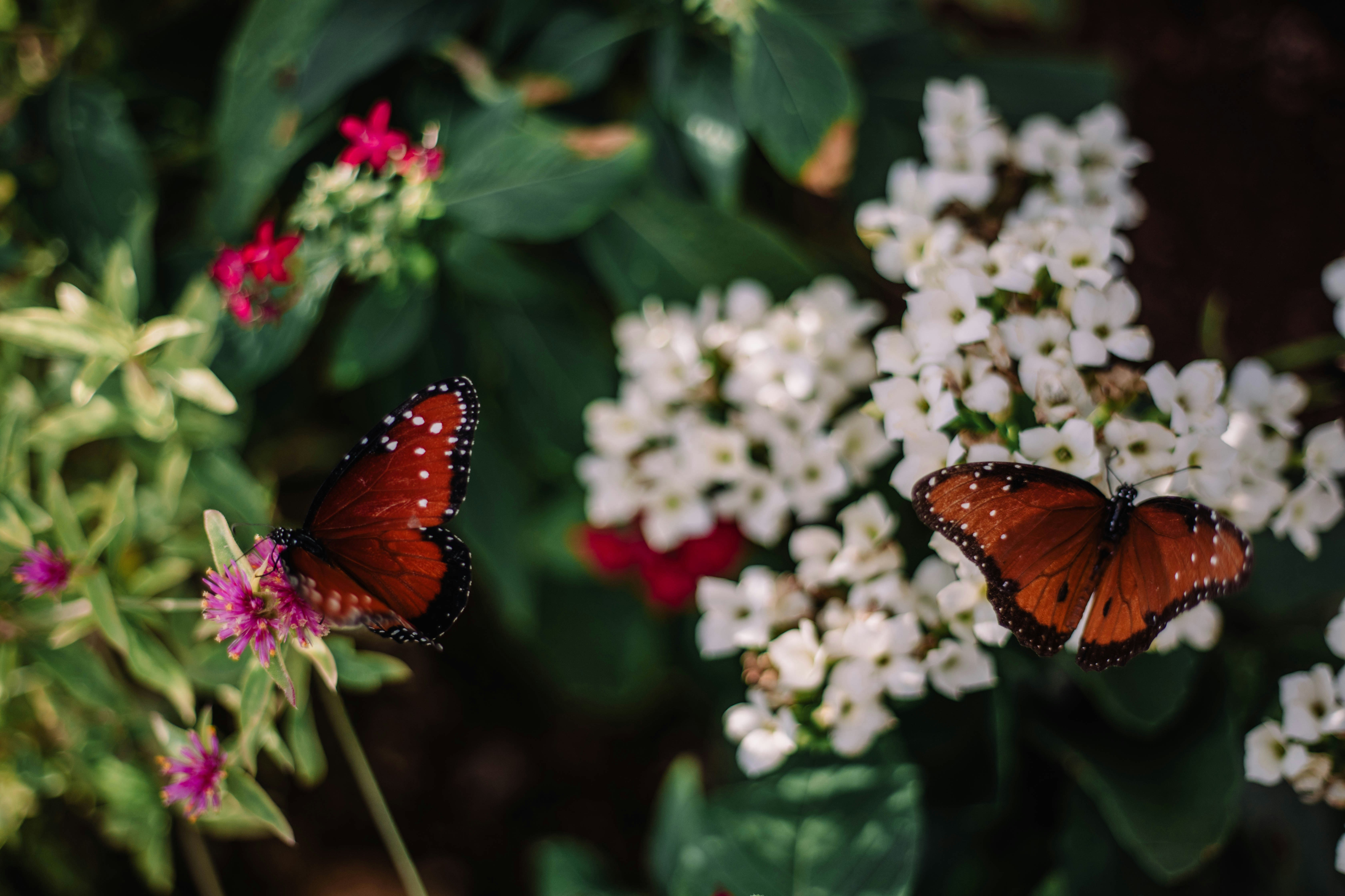 Photo by Emily Dill Strock with Canon EOS 5D Mark IV