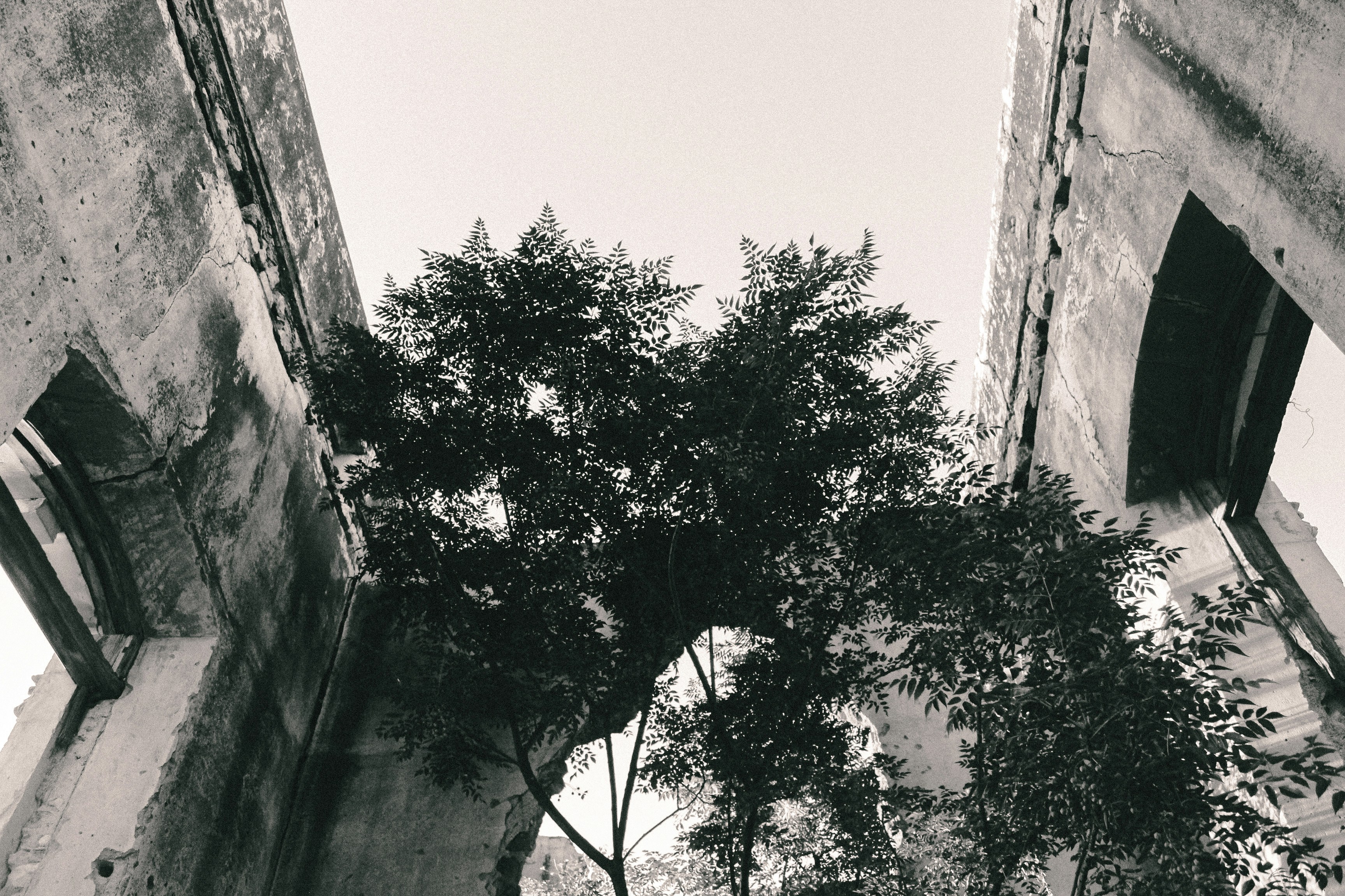 A tree next to a building photo – Free Ventana - rota Image on Unsplash