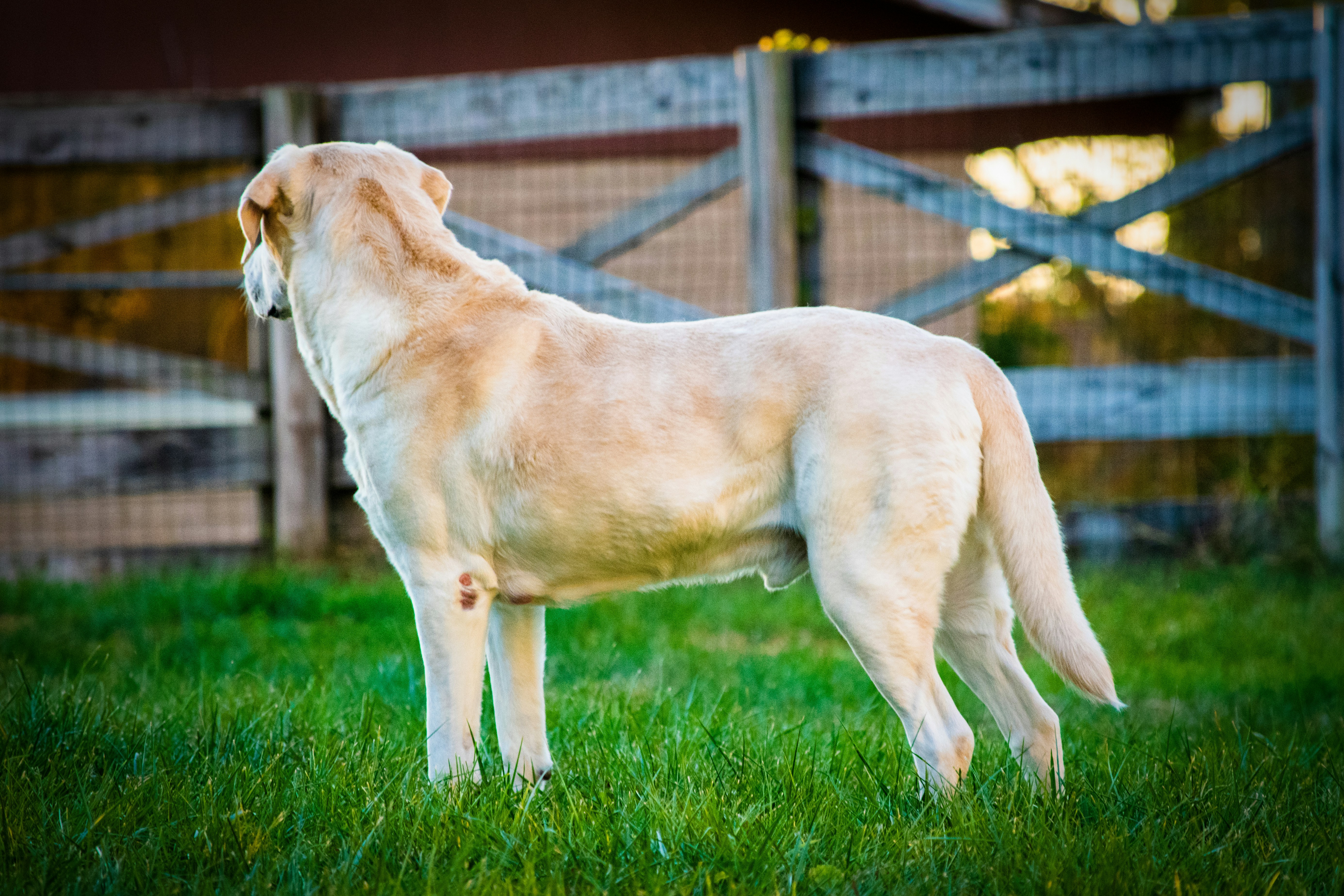 Imágenes de Champagne Labrador | Descarga imágenes gratuitas en Unsplash