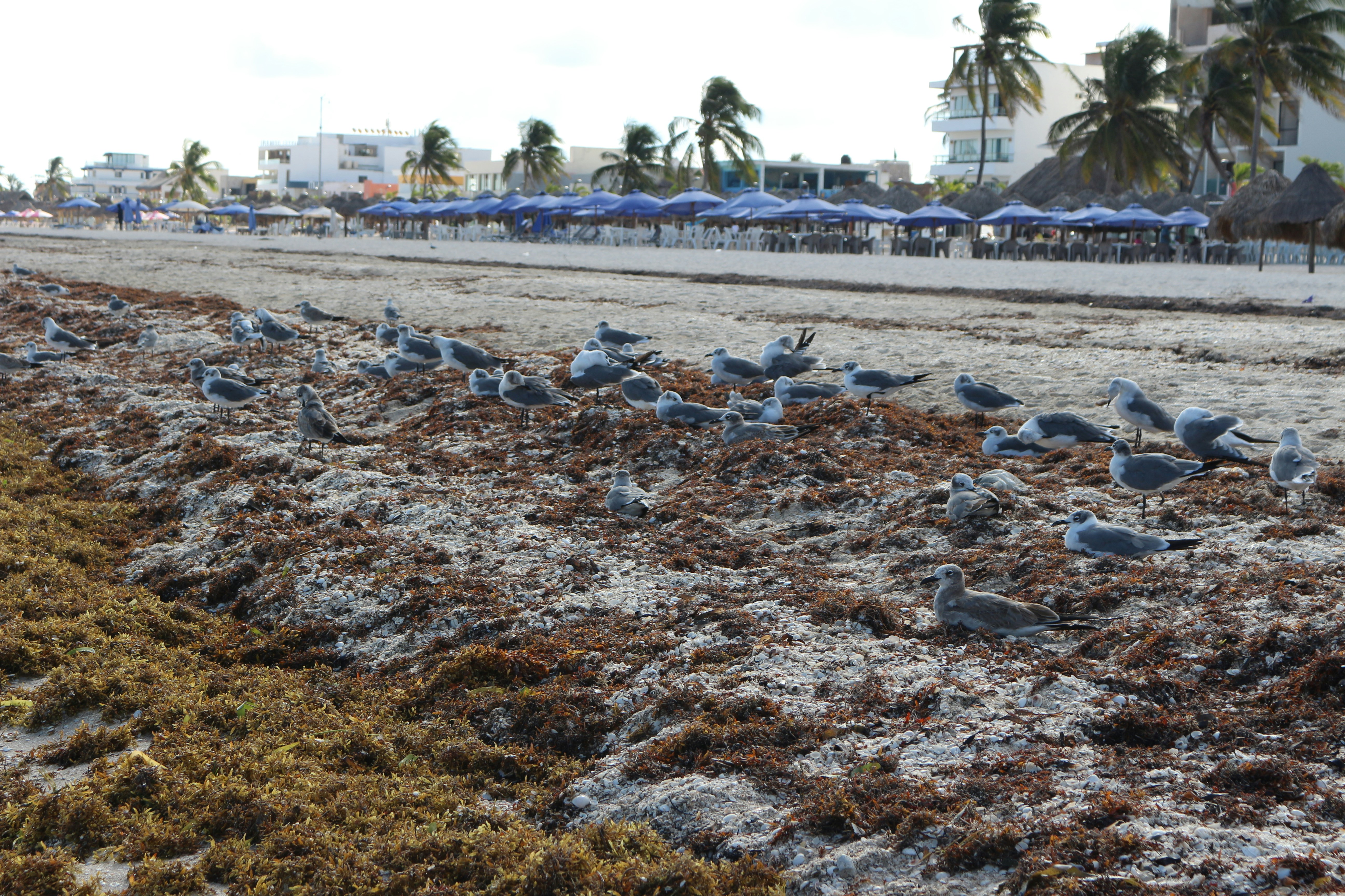 a large group of birds on a beach