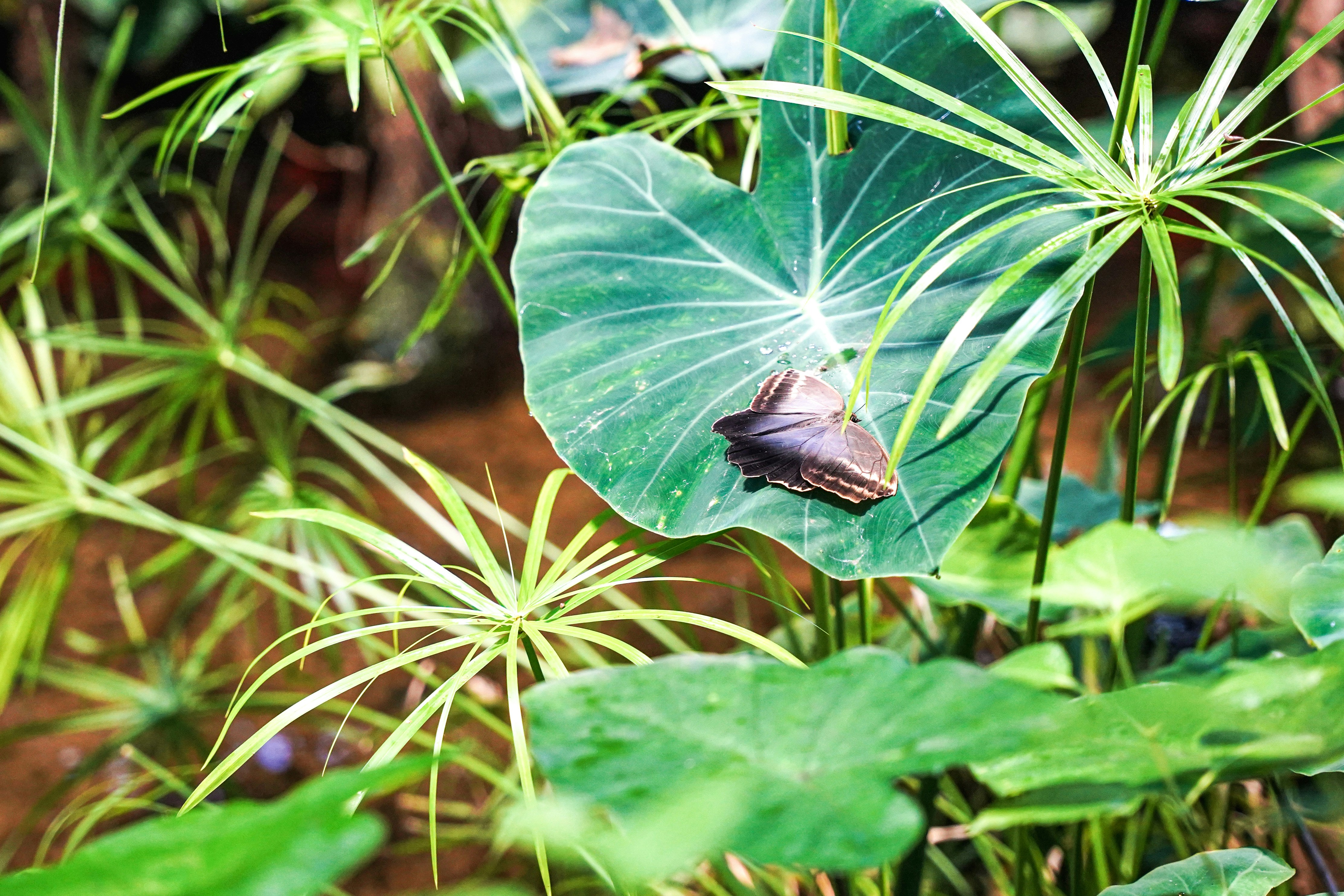 Butterfly Rest on a Veined Leaf Amid Jungle Greens