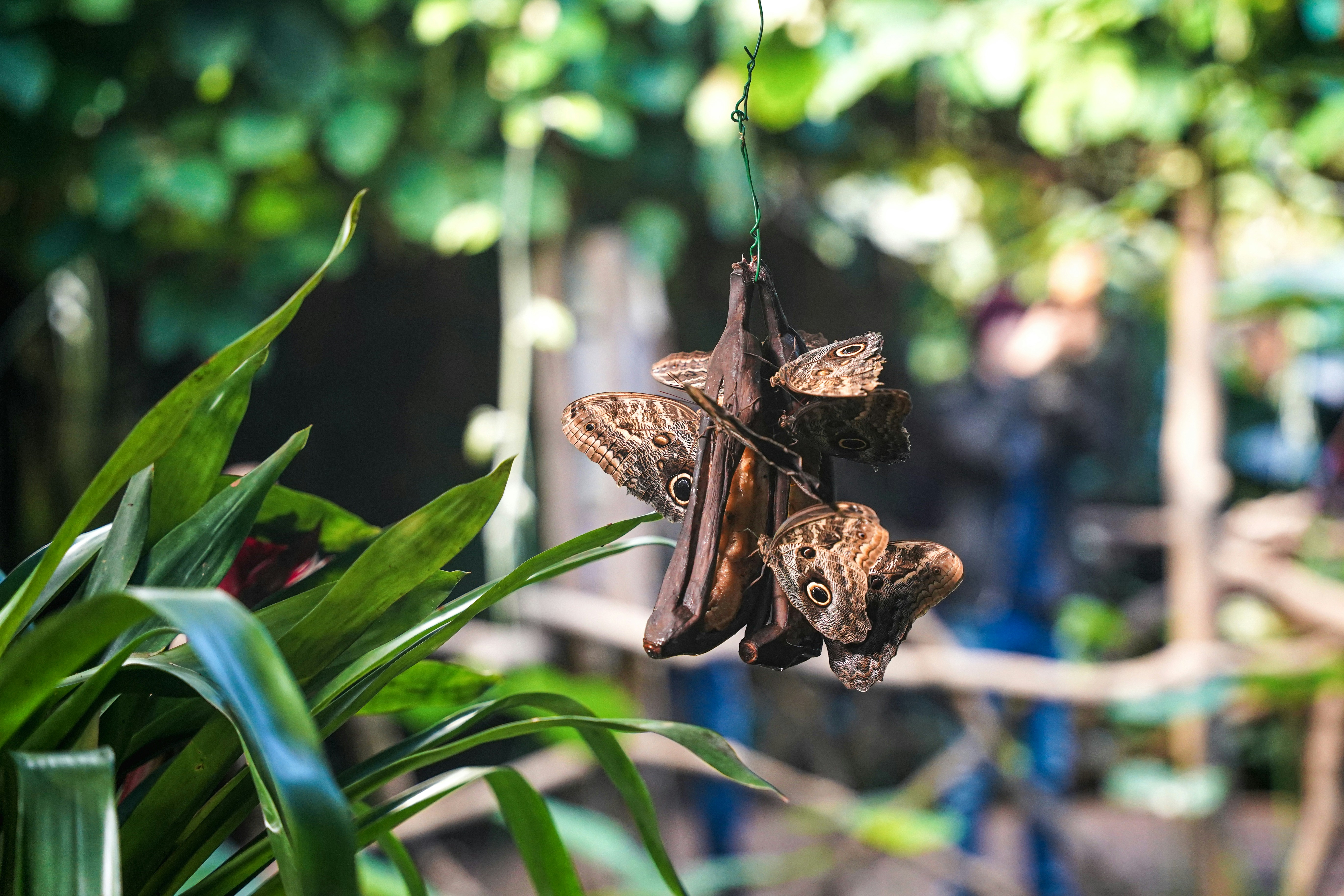 a couple of butterflies on a plant