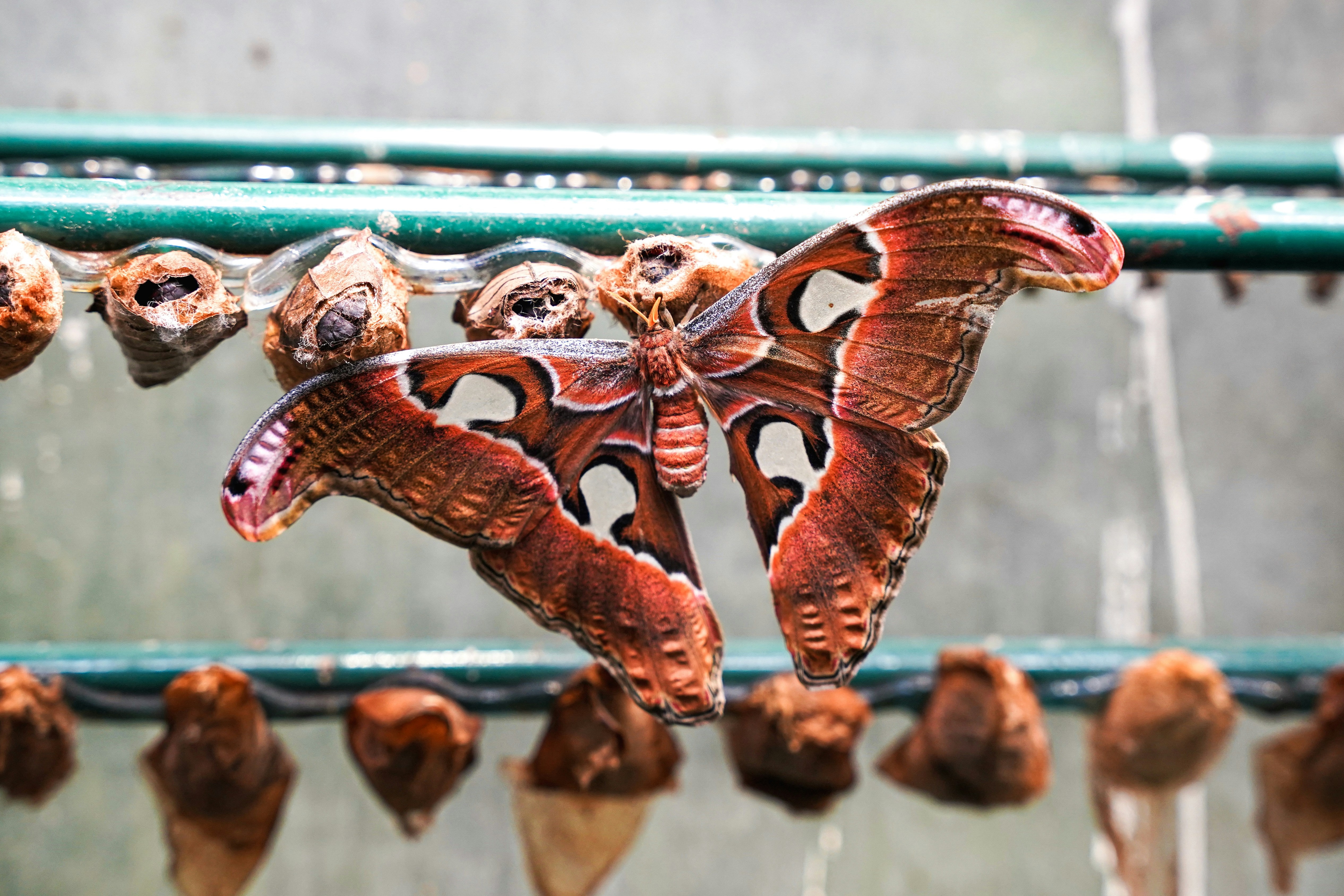 Crimson Moth on Metal Rungs: A Bold Wanderer in a Glass House