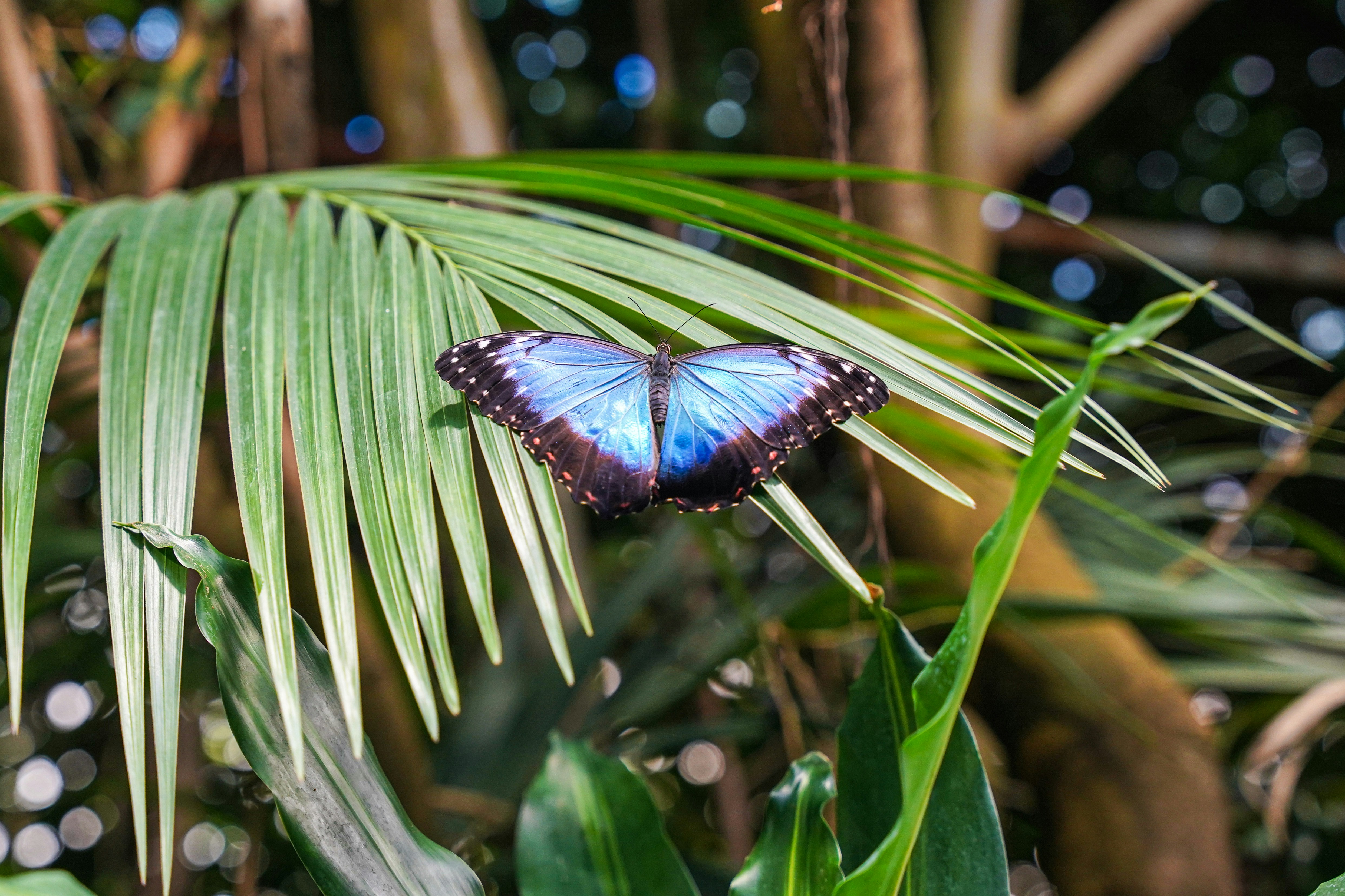 a butterfly on a leaf