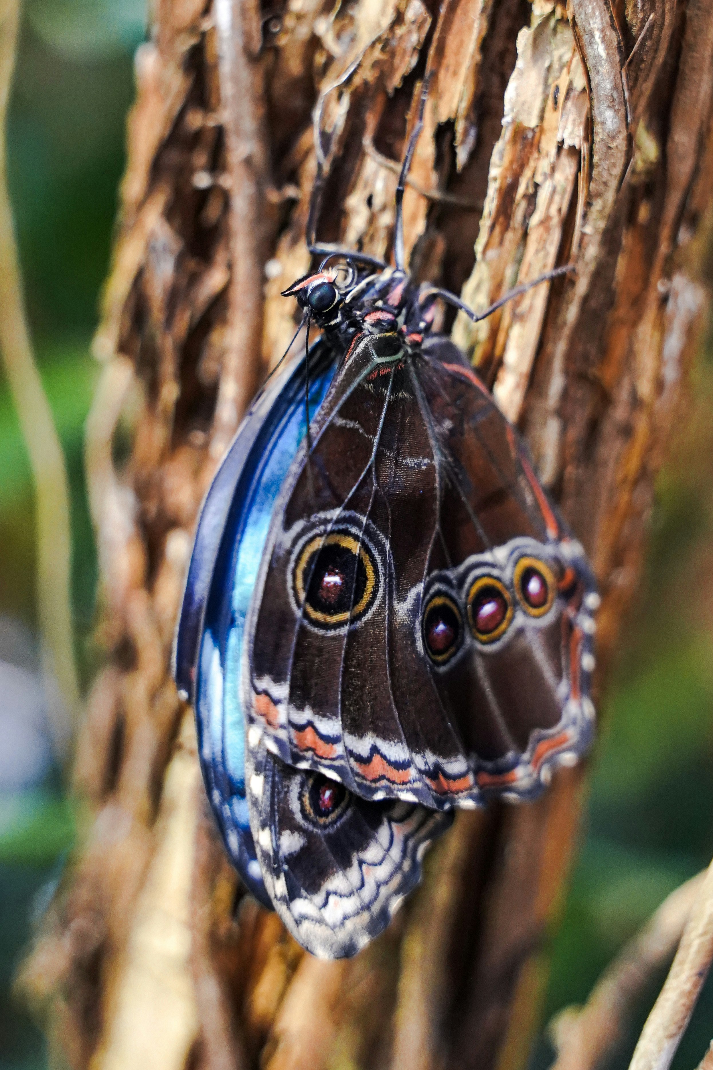 A butterfly on a tree photo – Free Fjärilshuset Image on Unsplash