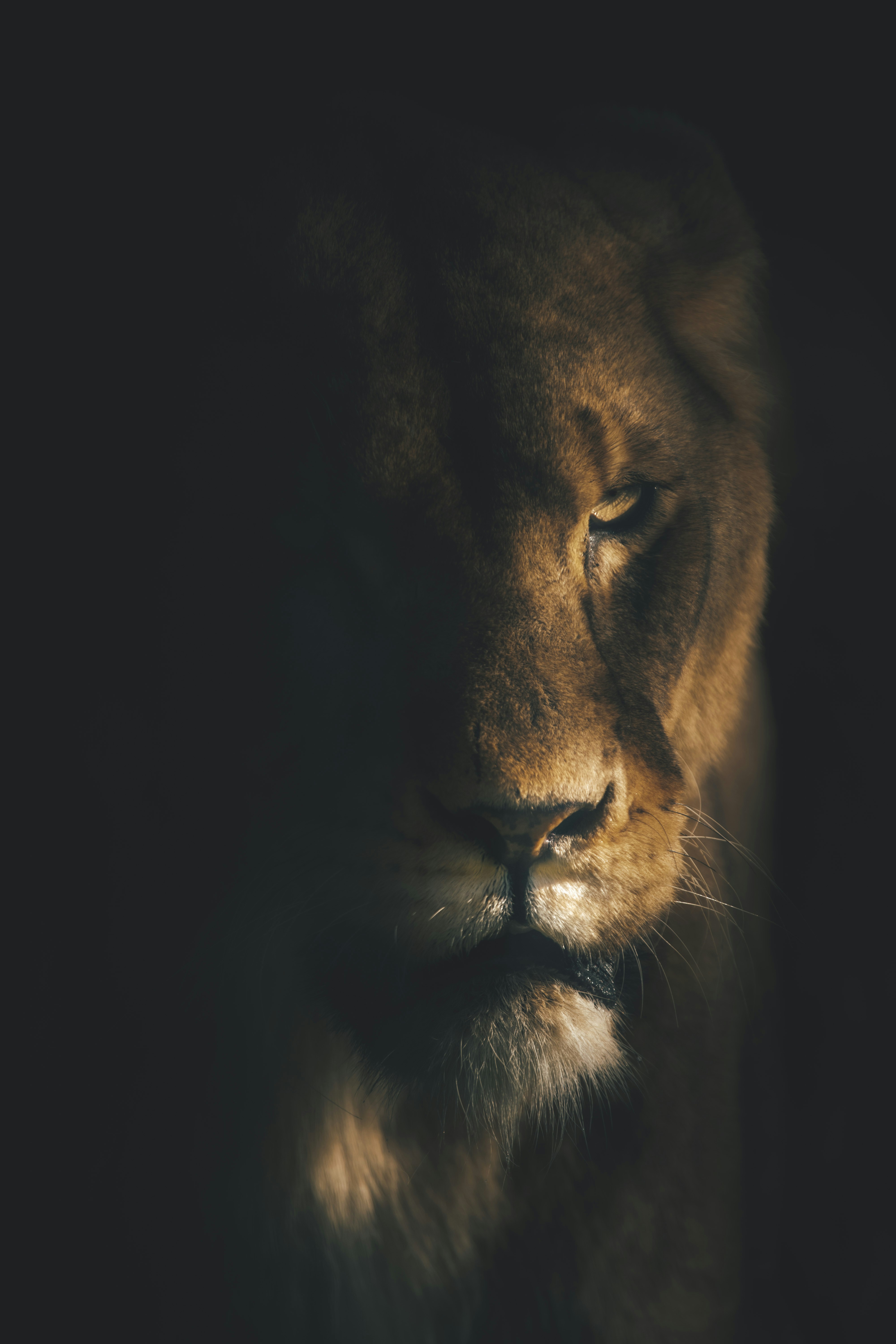 A lion with a black background photo – Free Nature Image on Unsplash