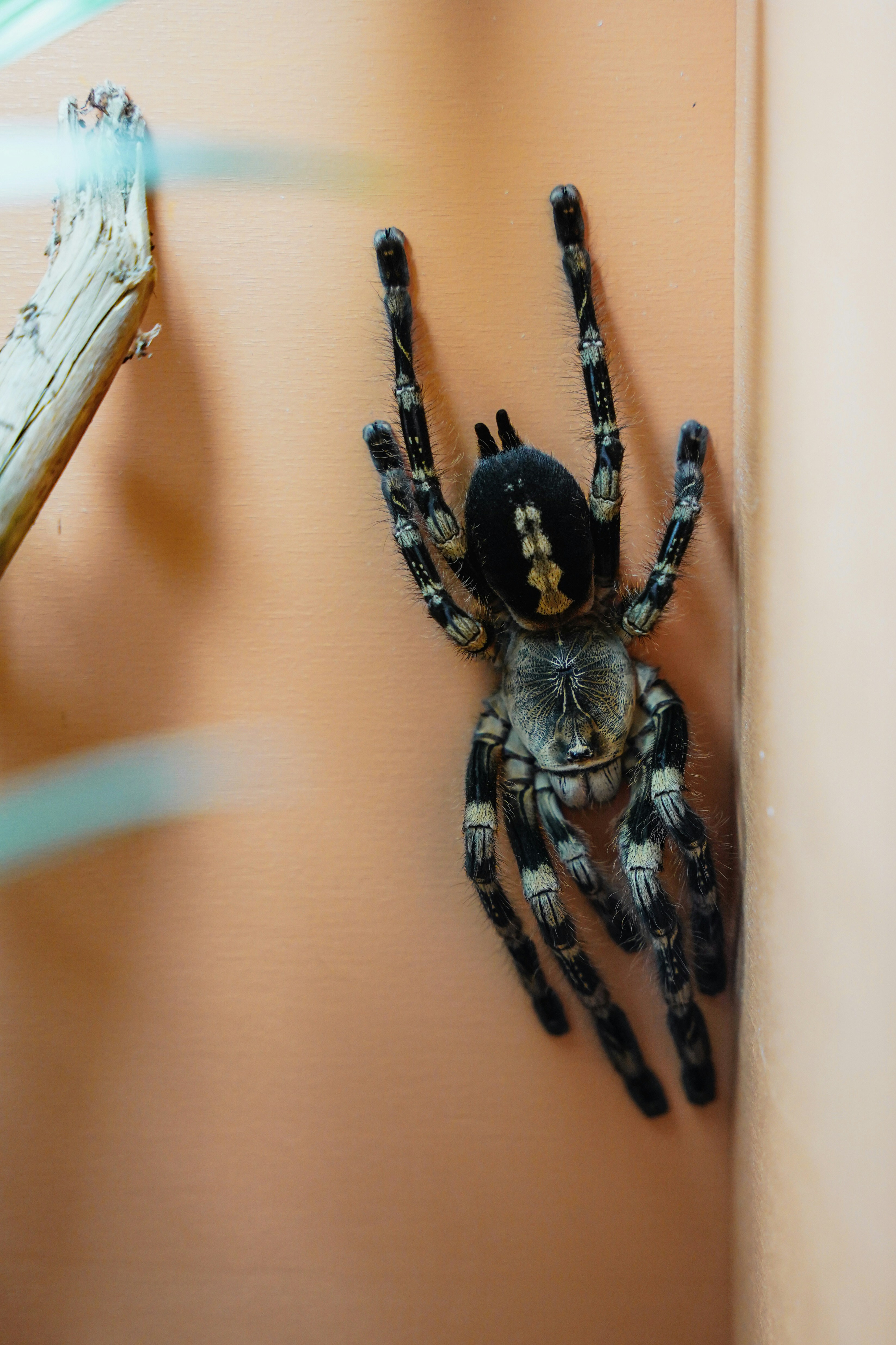 Peach-Backdrop Tarantula: A Close-Up Portrait