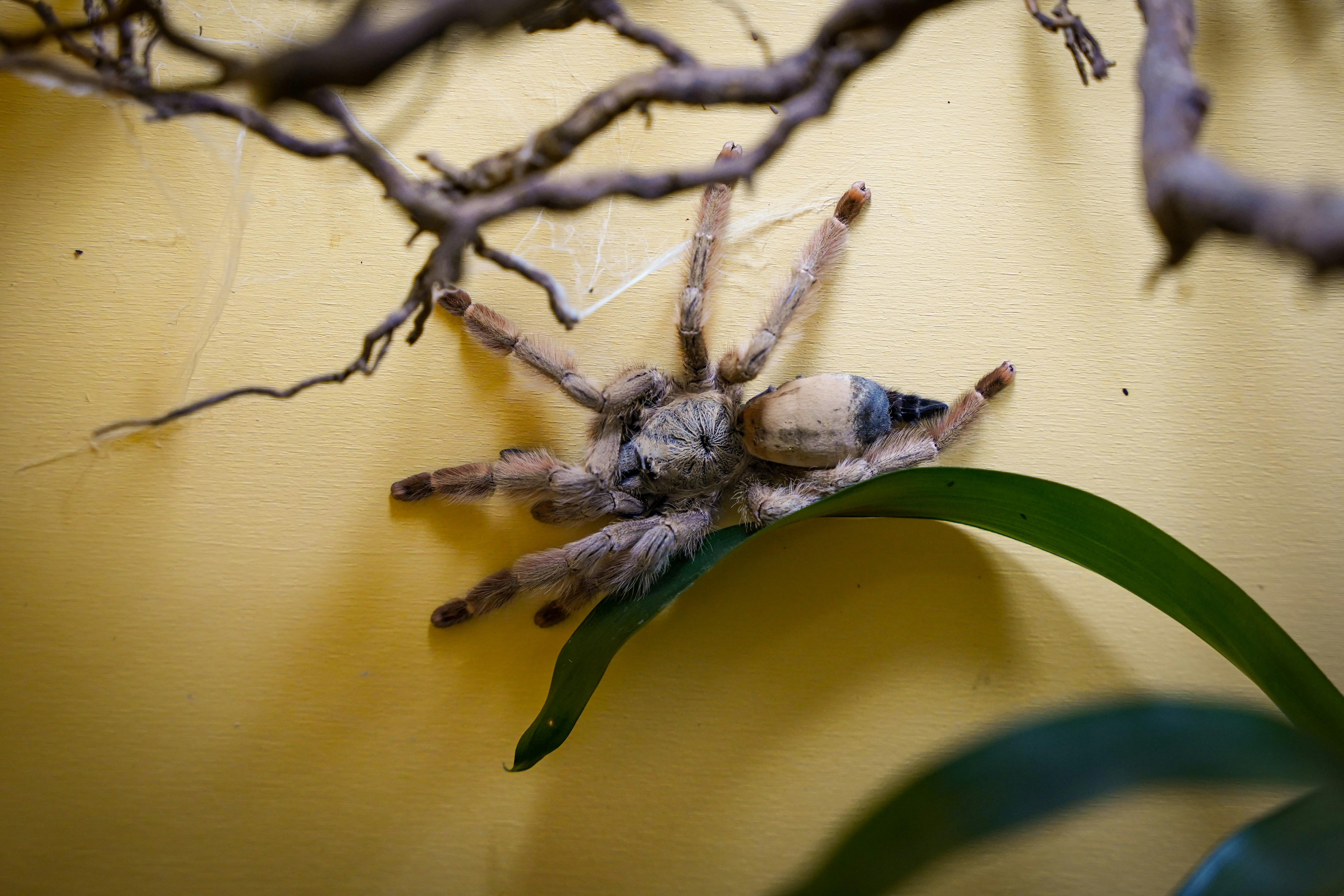 Golden Wall Encounter: Close-Up of a Tarantula Resting Amid Branches and a Curved Leaf