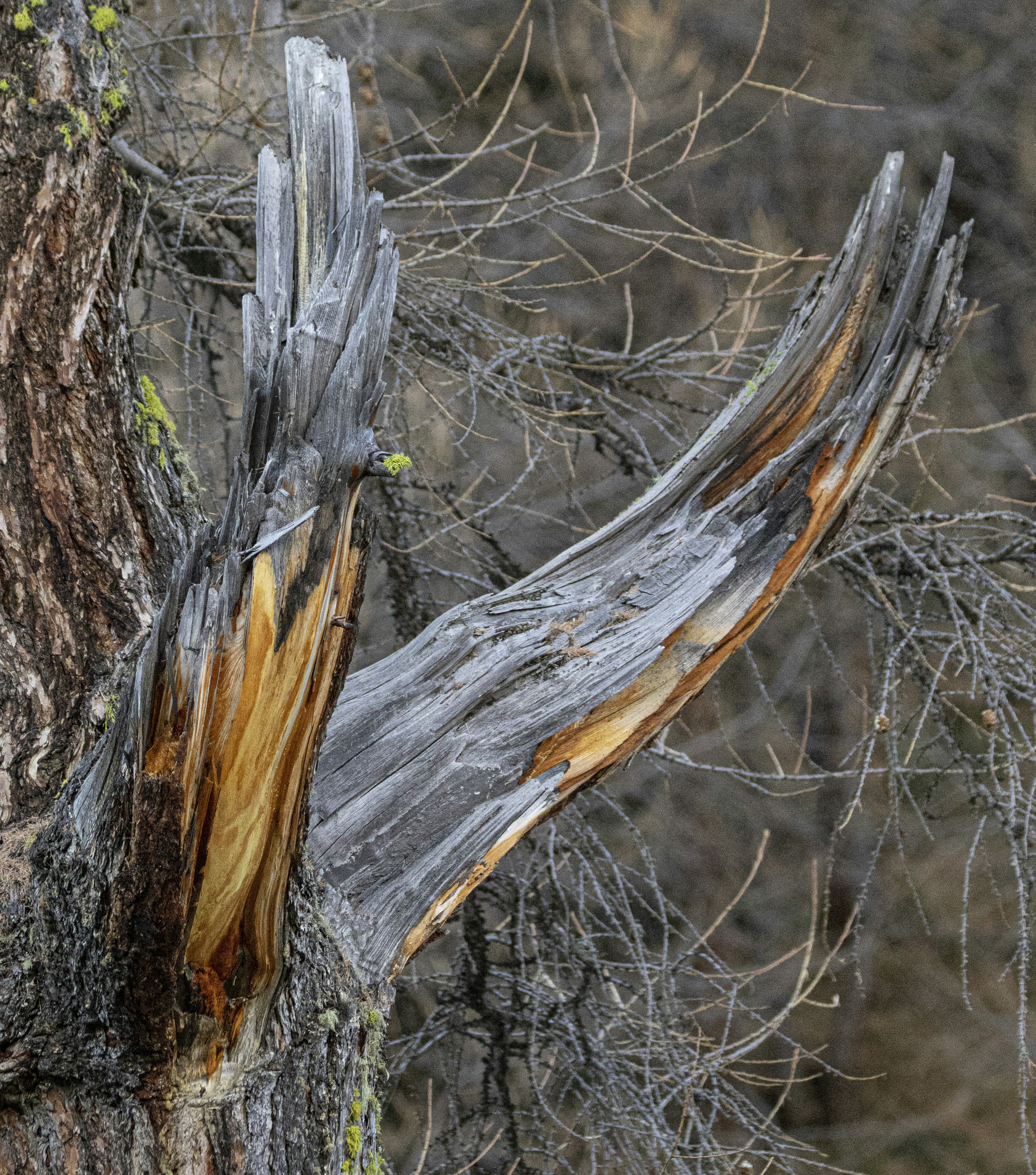 Photo of larch trunk damaged by a storm