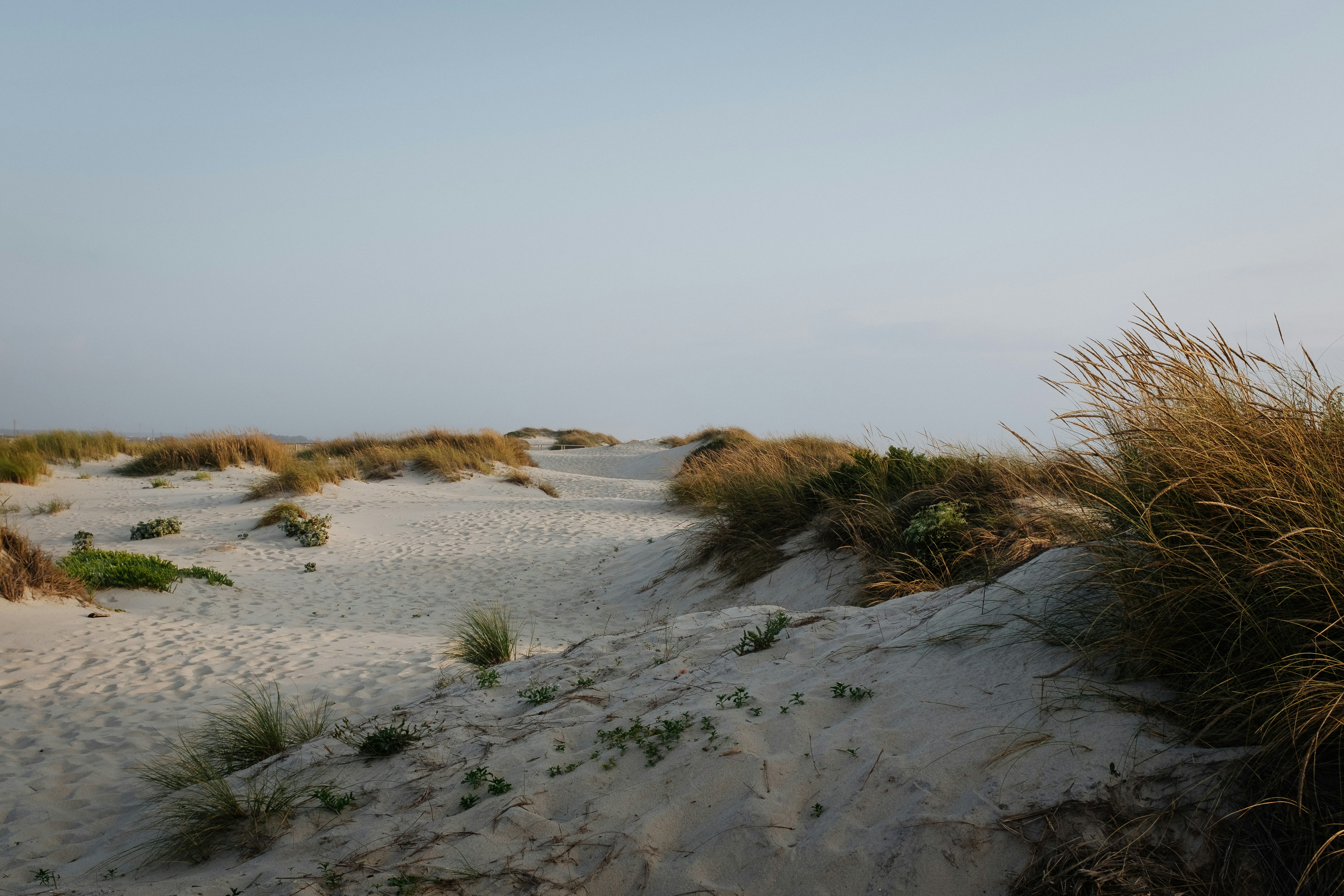 Gentle sand dunes framed by tall grasses against a pale blue sky.