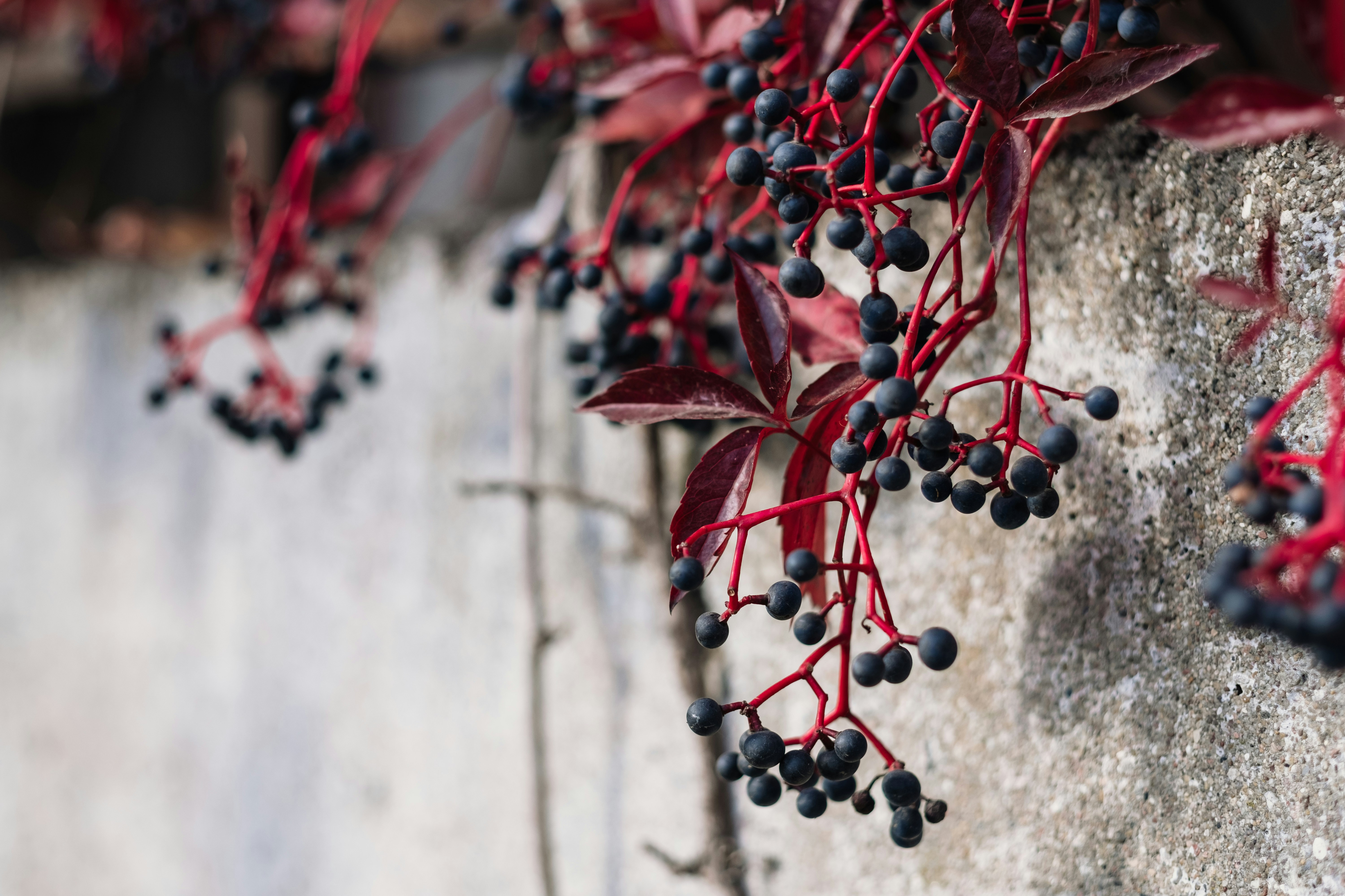 Vibrant red leaves and clusters of dark berries cascade over a textured concrete wall, showcasing nature's delicate details.