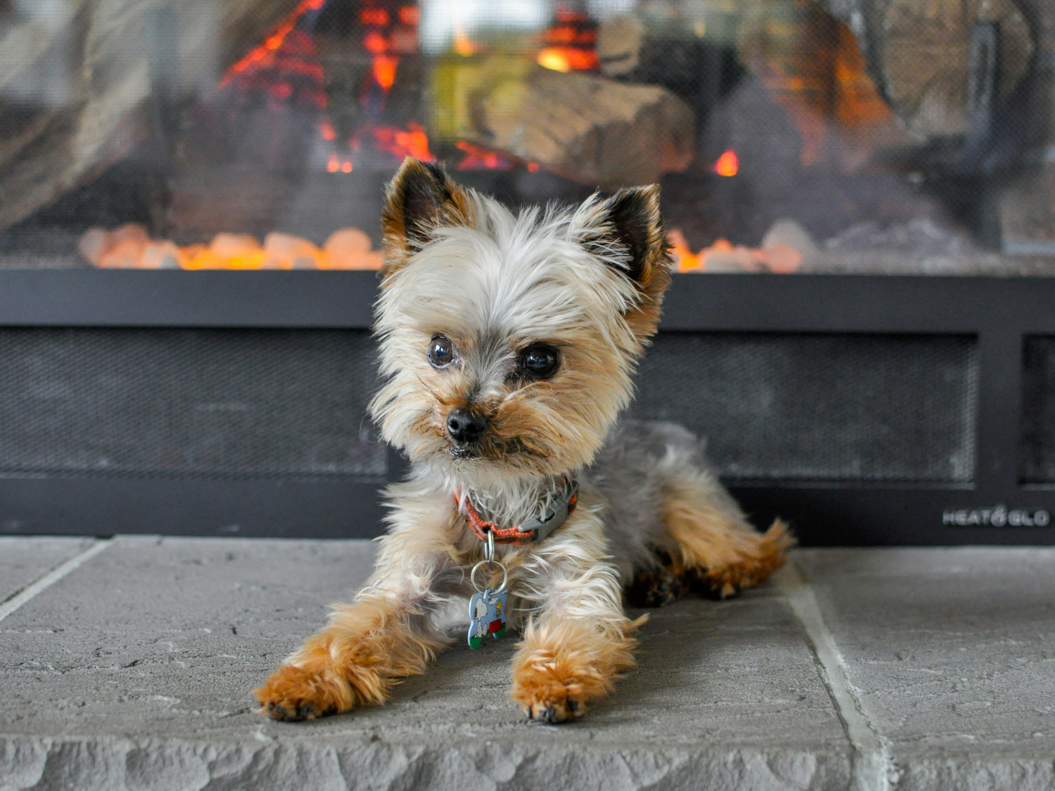 my doggie