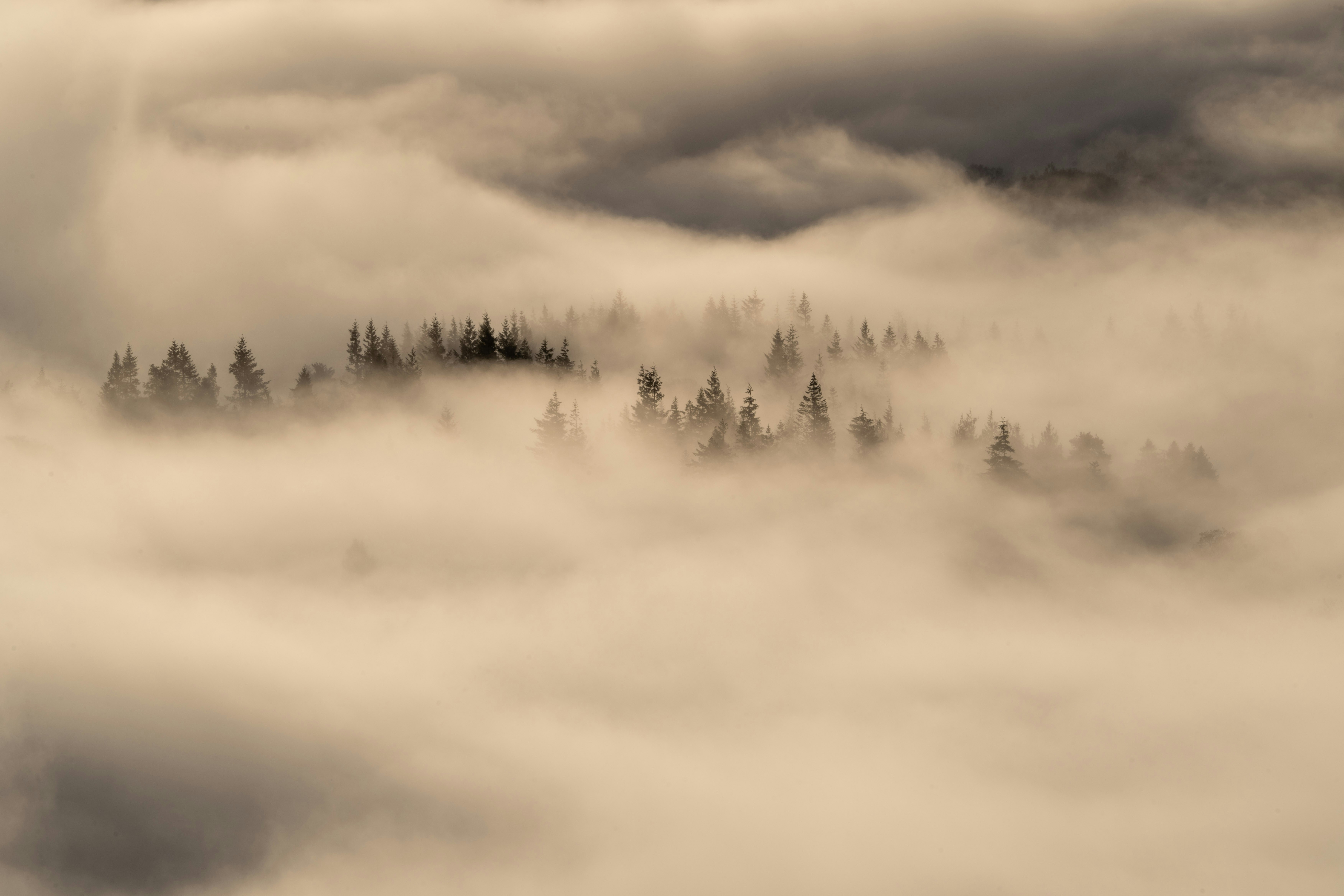 A foggy forest with clouds photo – Free Nature Image on Unsplash