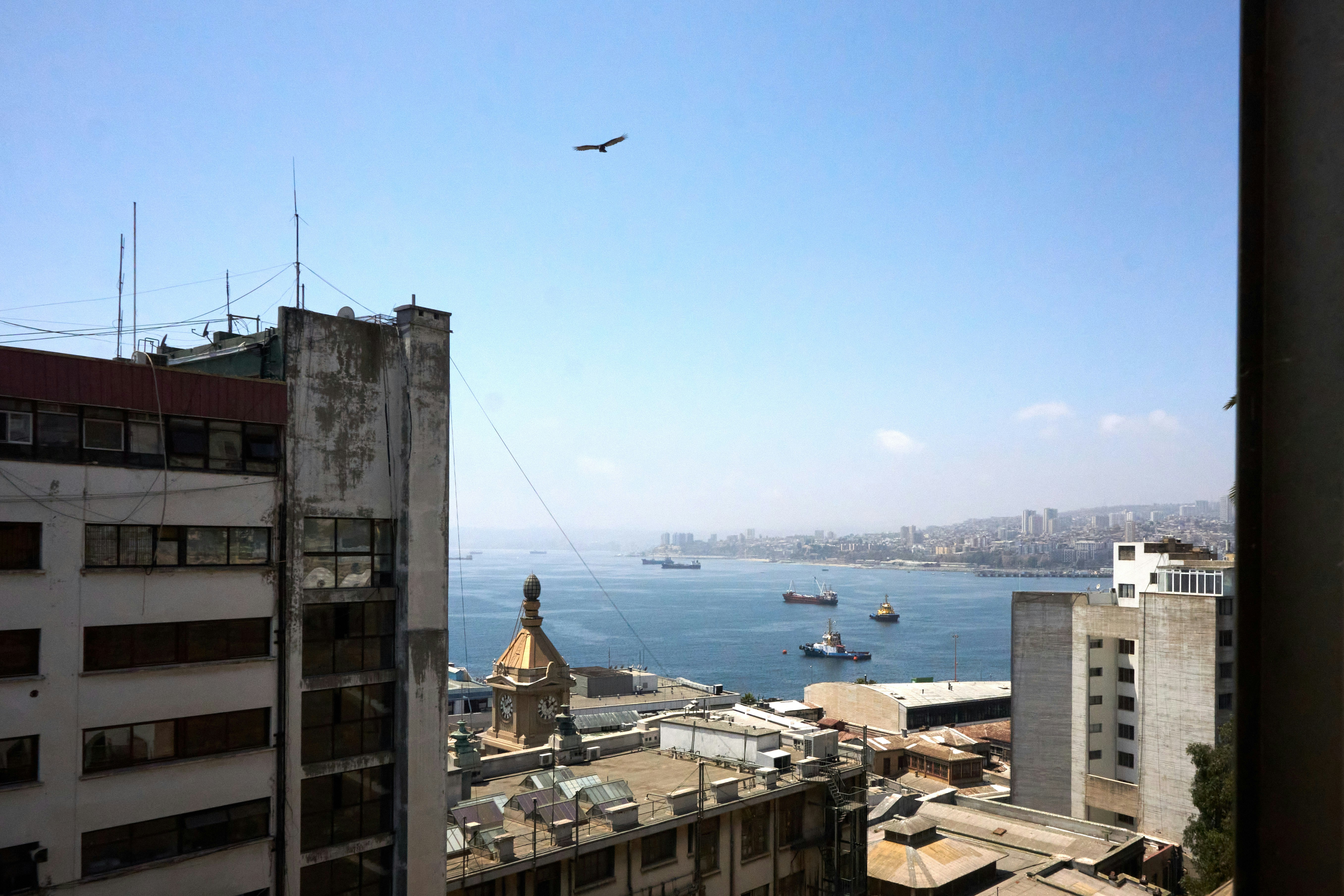 Harbor Above: A Lone Seabird Traces the Skyline