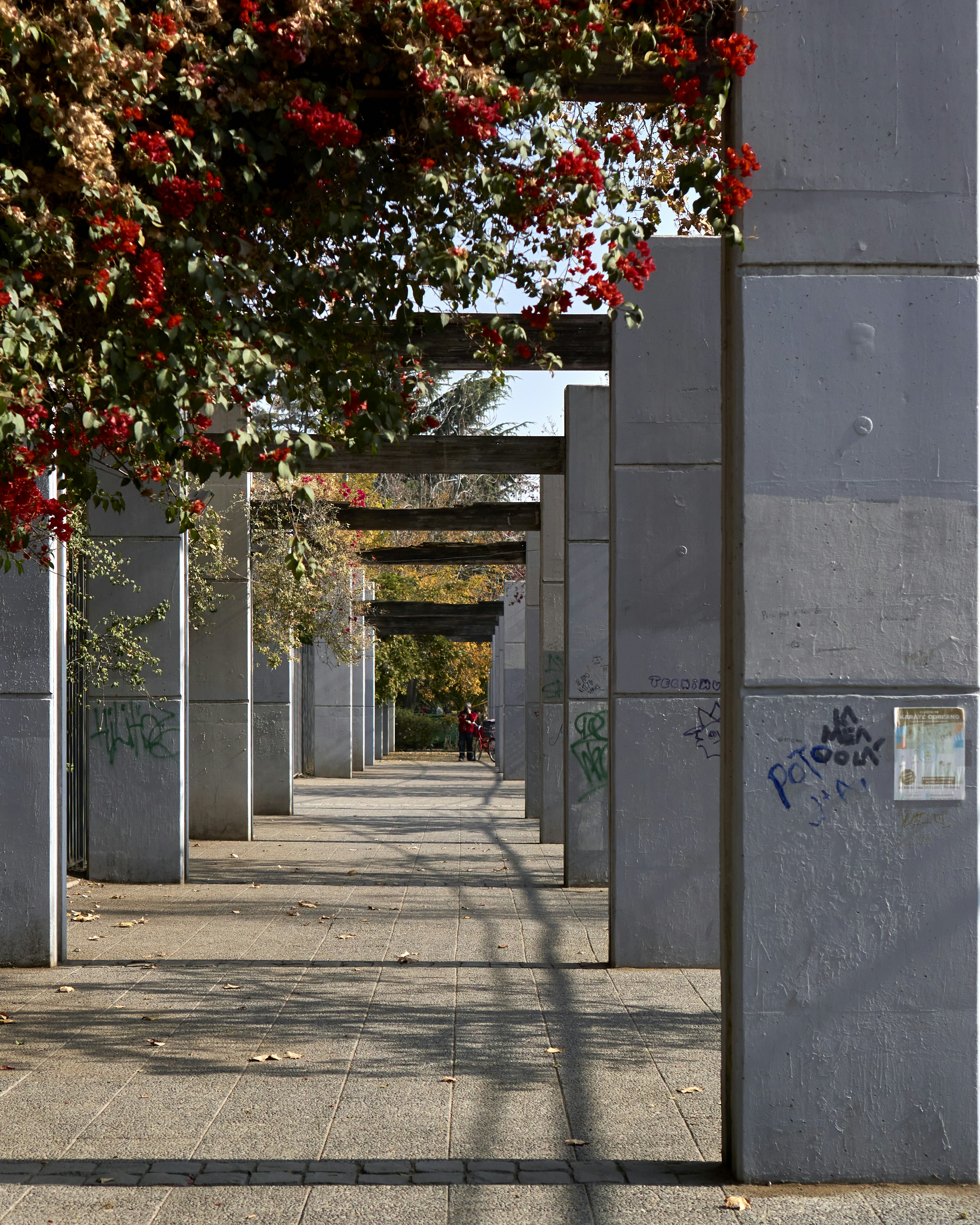 Leading Lines Under Floral Arches: A Quiet Corridor Through Concrete Columns