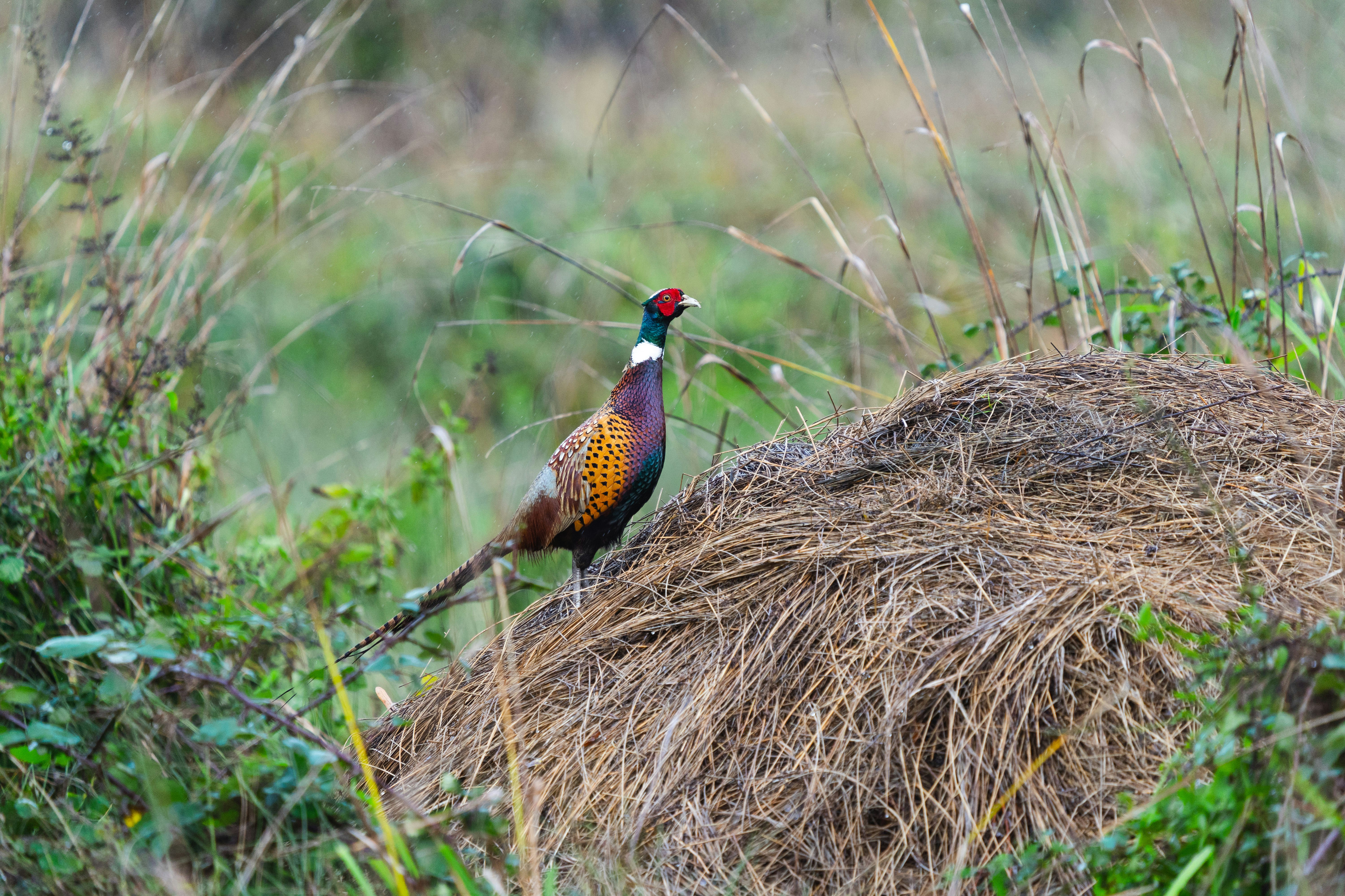 a bird standing on a nest