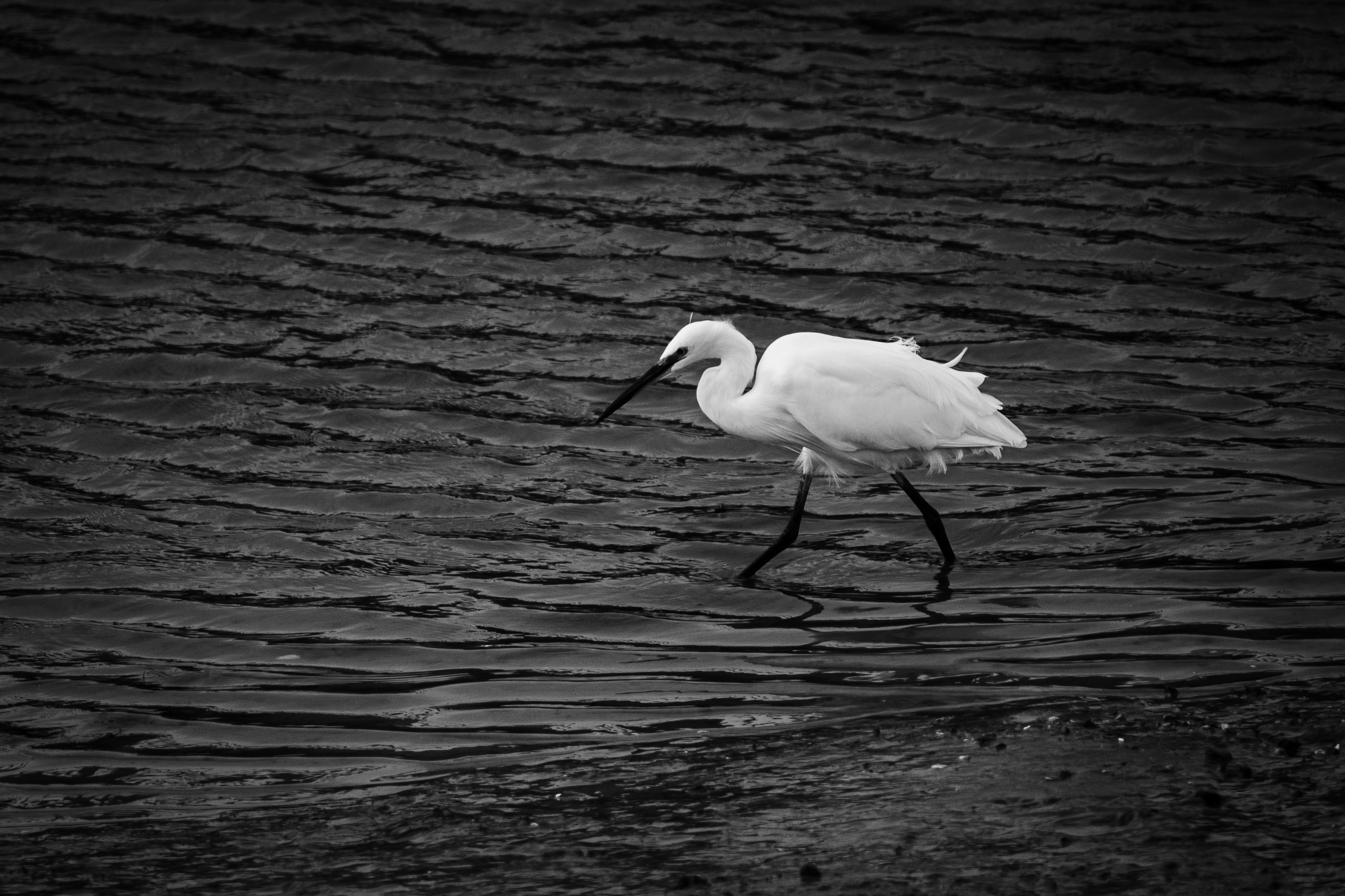 a white bird walking in water