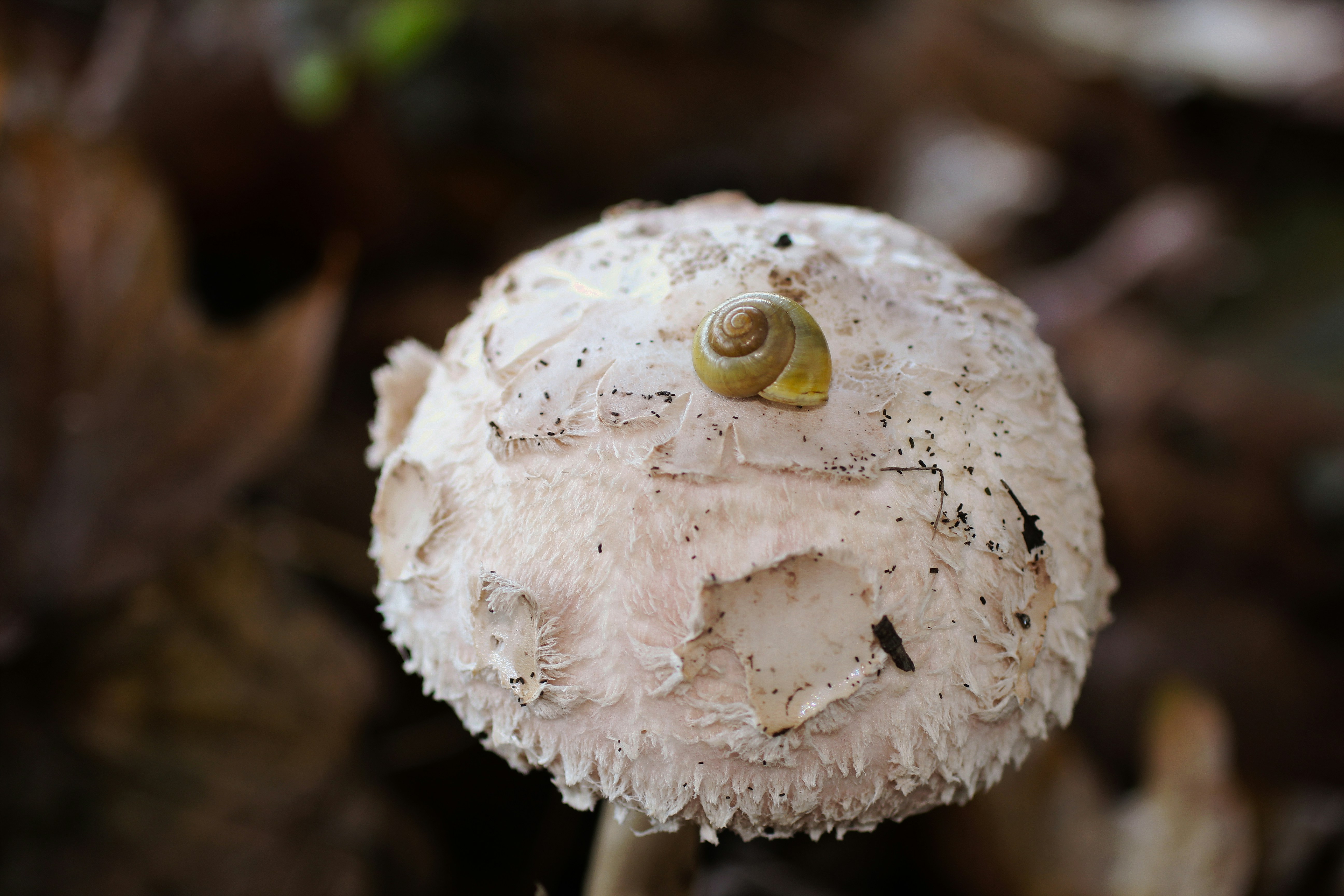 Snail Summit on a Velvet Mushroom Cap