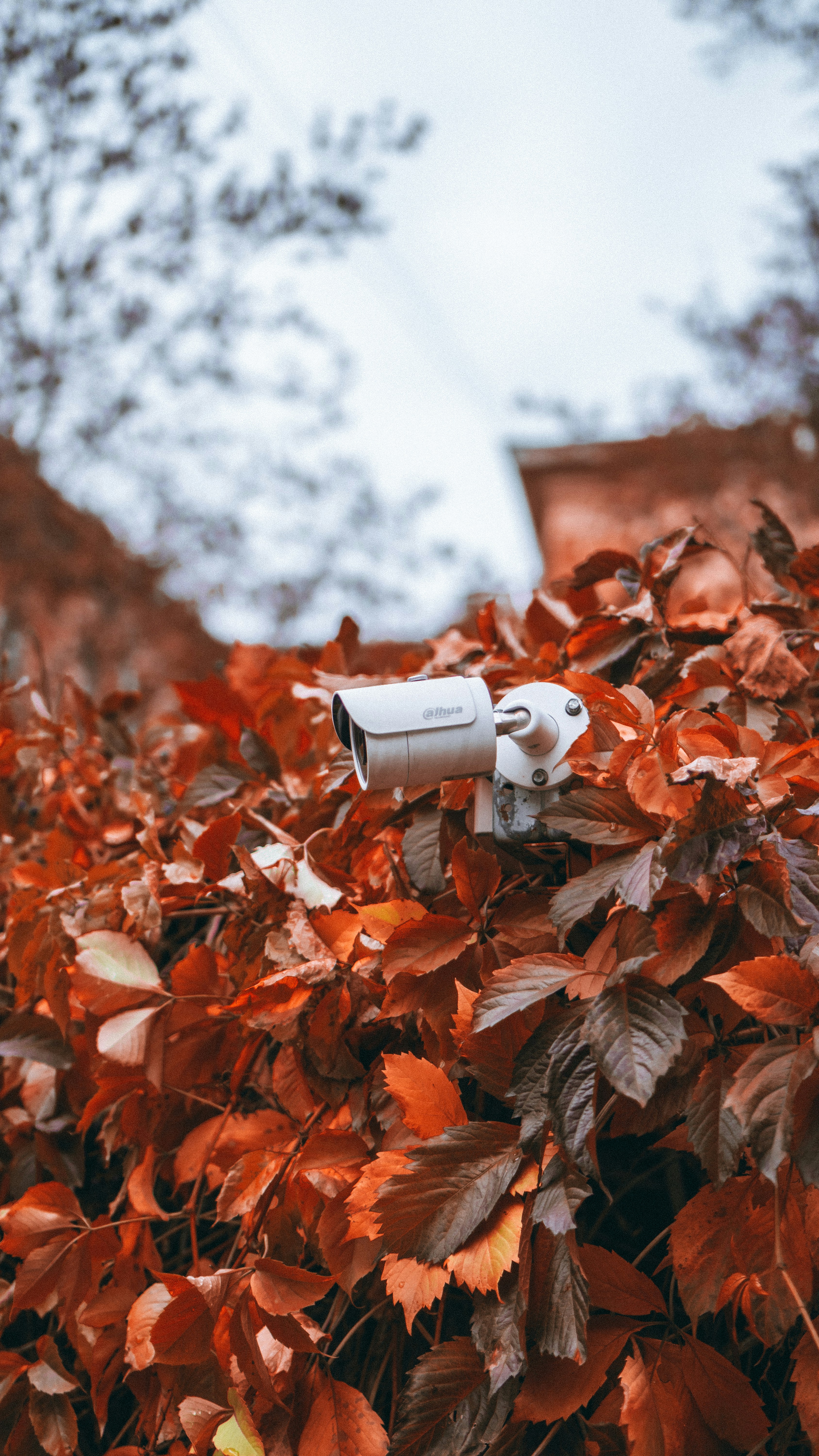 CCTV in the Climbing Red: A Surveillance Cam Amid Autumn Leaves