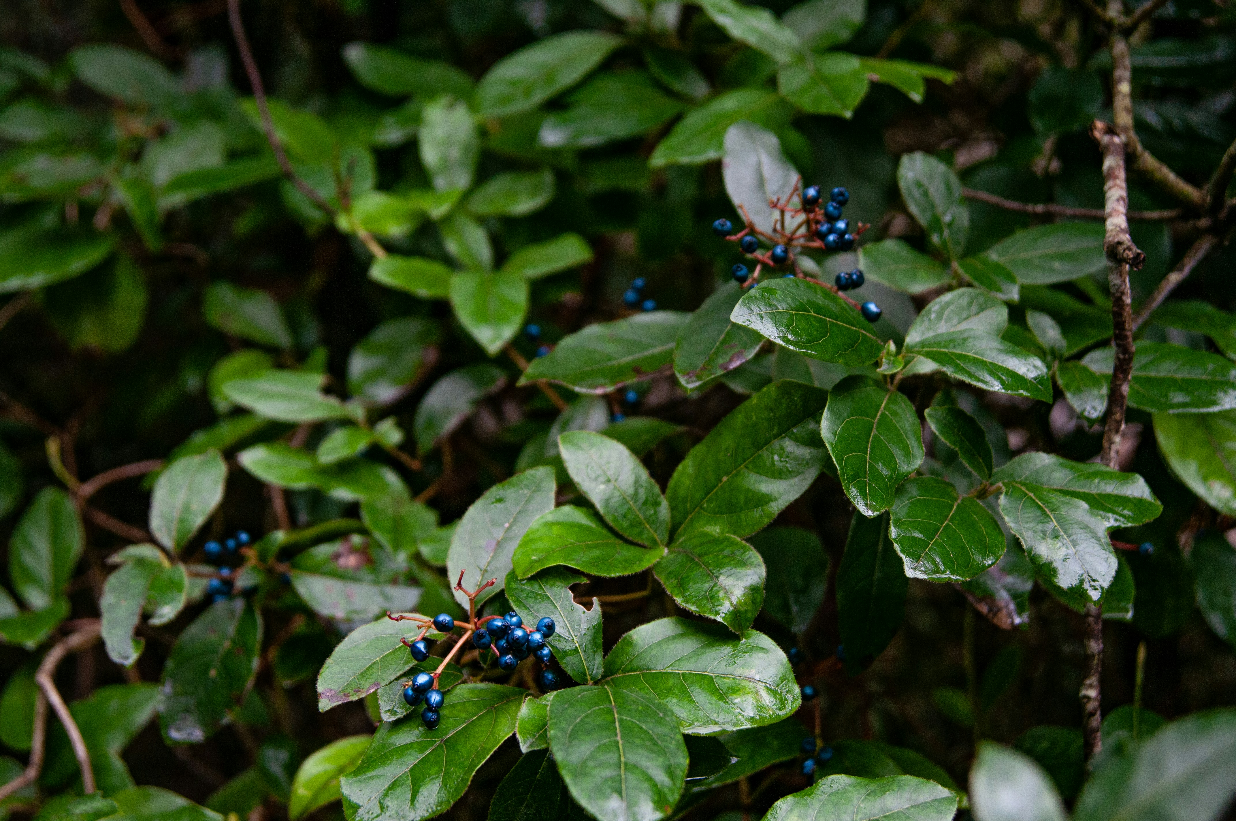 Lush green leaves adorned with clusters of vibrant blue berries, showcasing the intricate beauty of natural foliage.