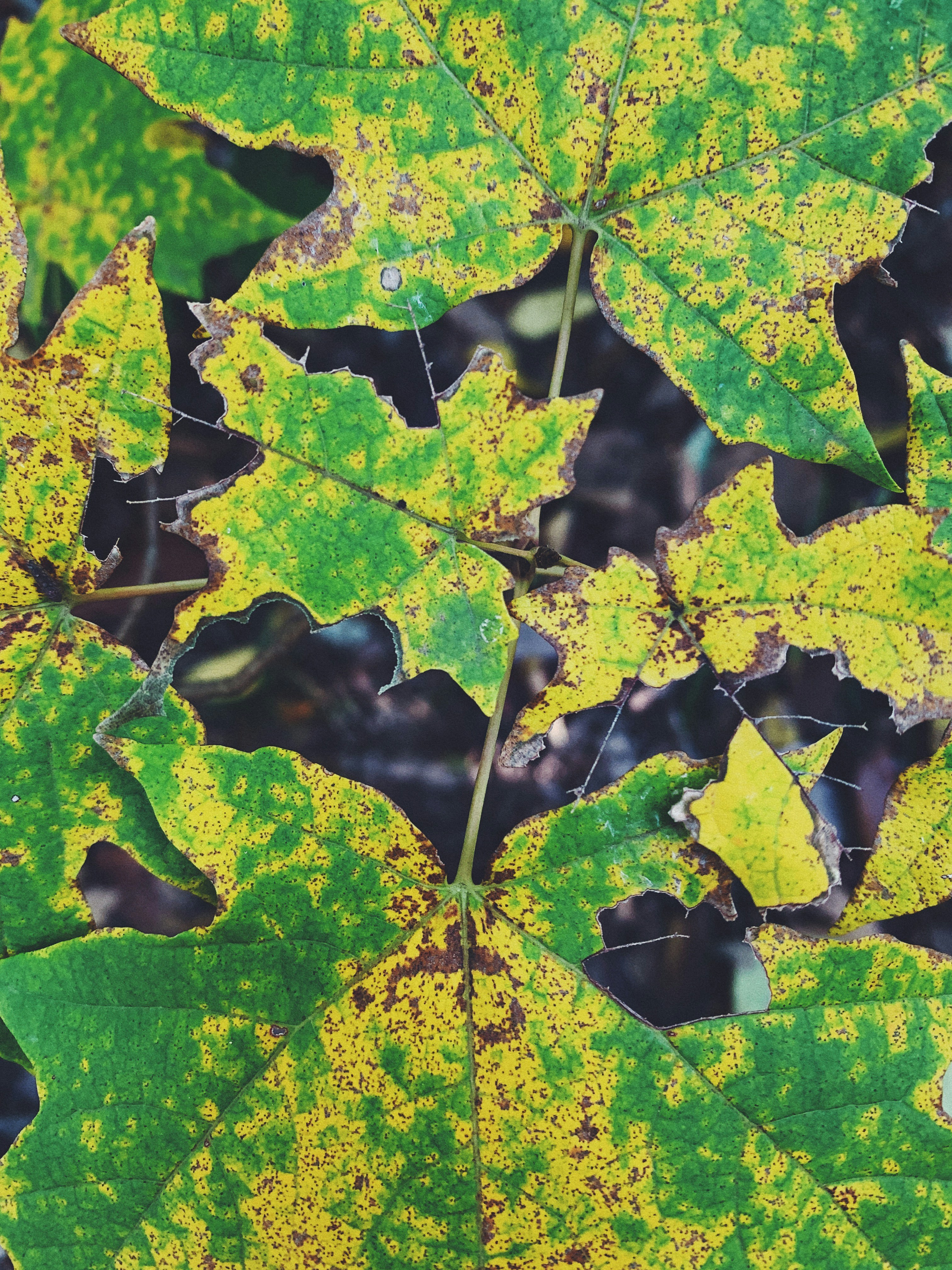 Veined Autumn Mosaic: Close-Up of Variegated Maple Leaves