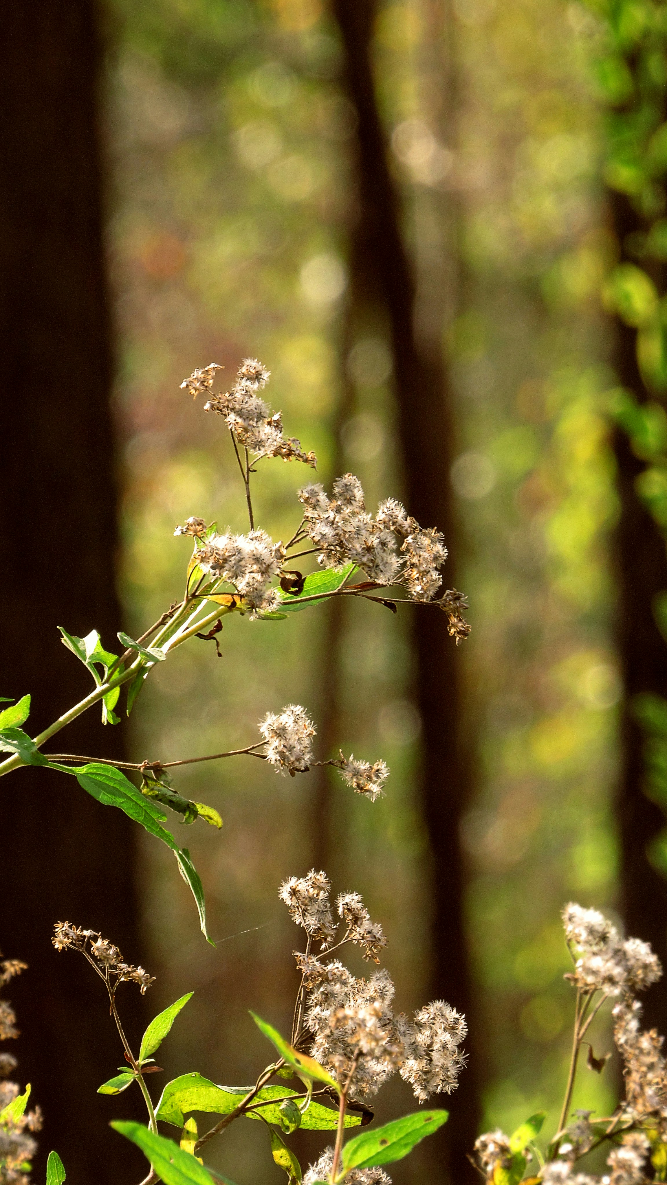 Sunlit Cluster: Delicate Wildflowers Reaching Toward a Dawn-lit Forest