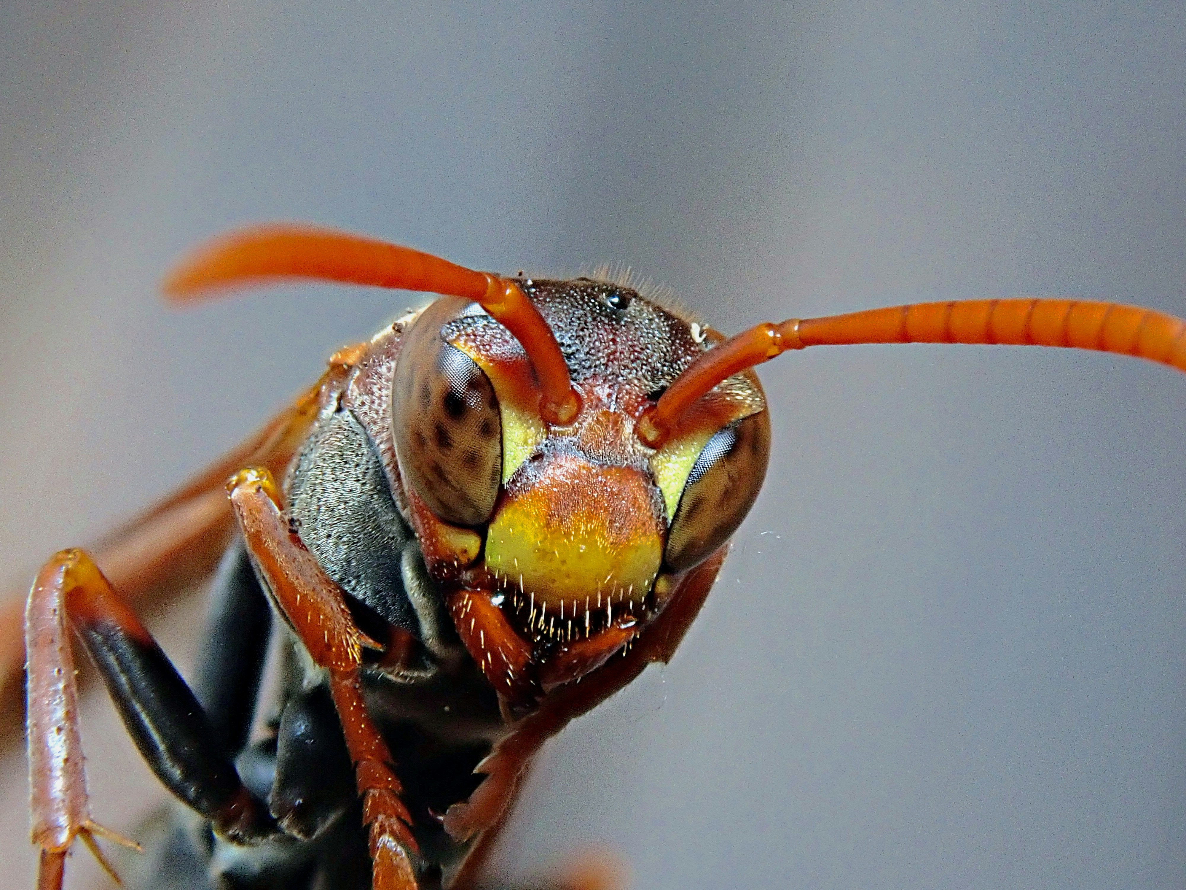 Close-up of a hornet showcasing intricate facial features and vibrant coloration against a blurred background.