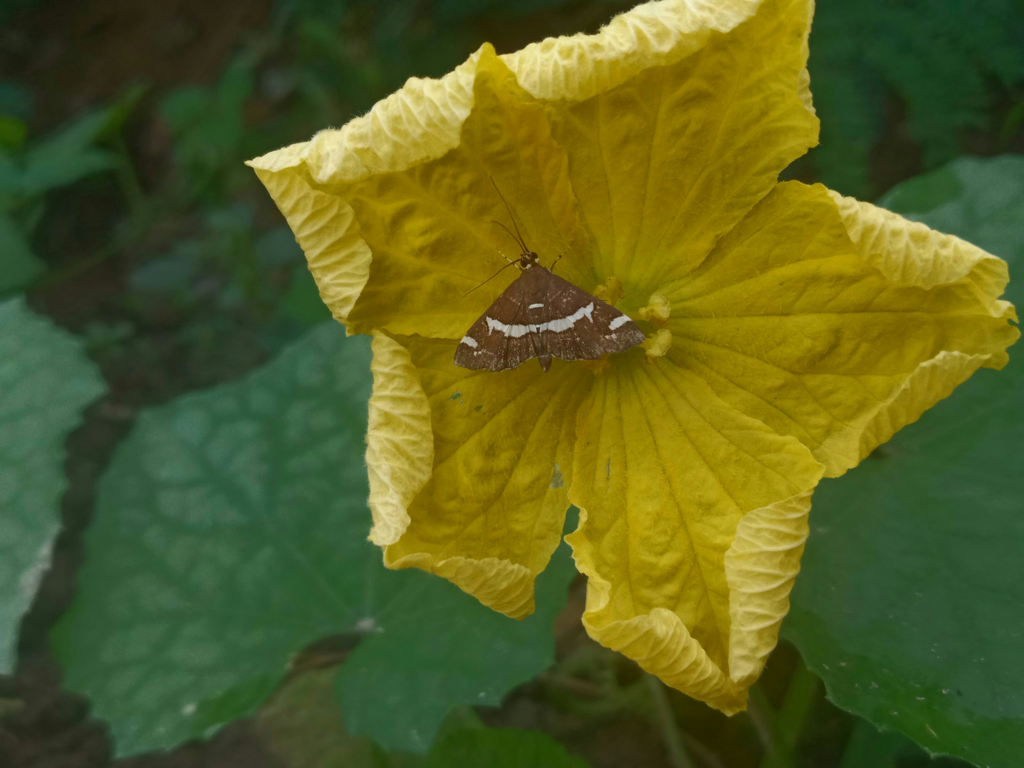 Yellow vine leaf with perched moth at center bloom